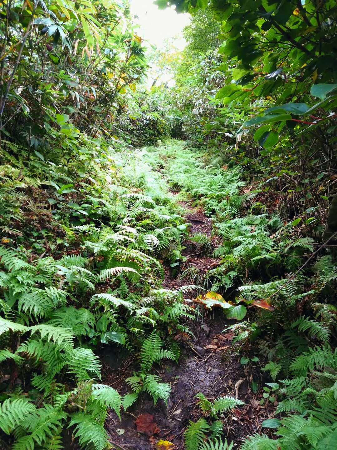 音江連山🏃‍♀ / kiyo-ibaさんの音江山・沖里河山の活動データ | YAMAP / ヤマップ