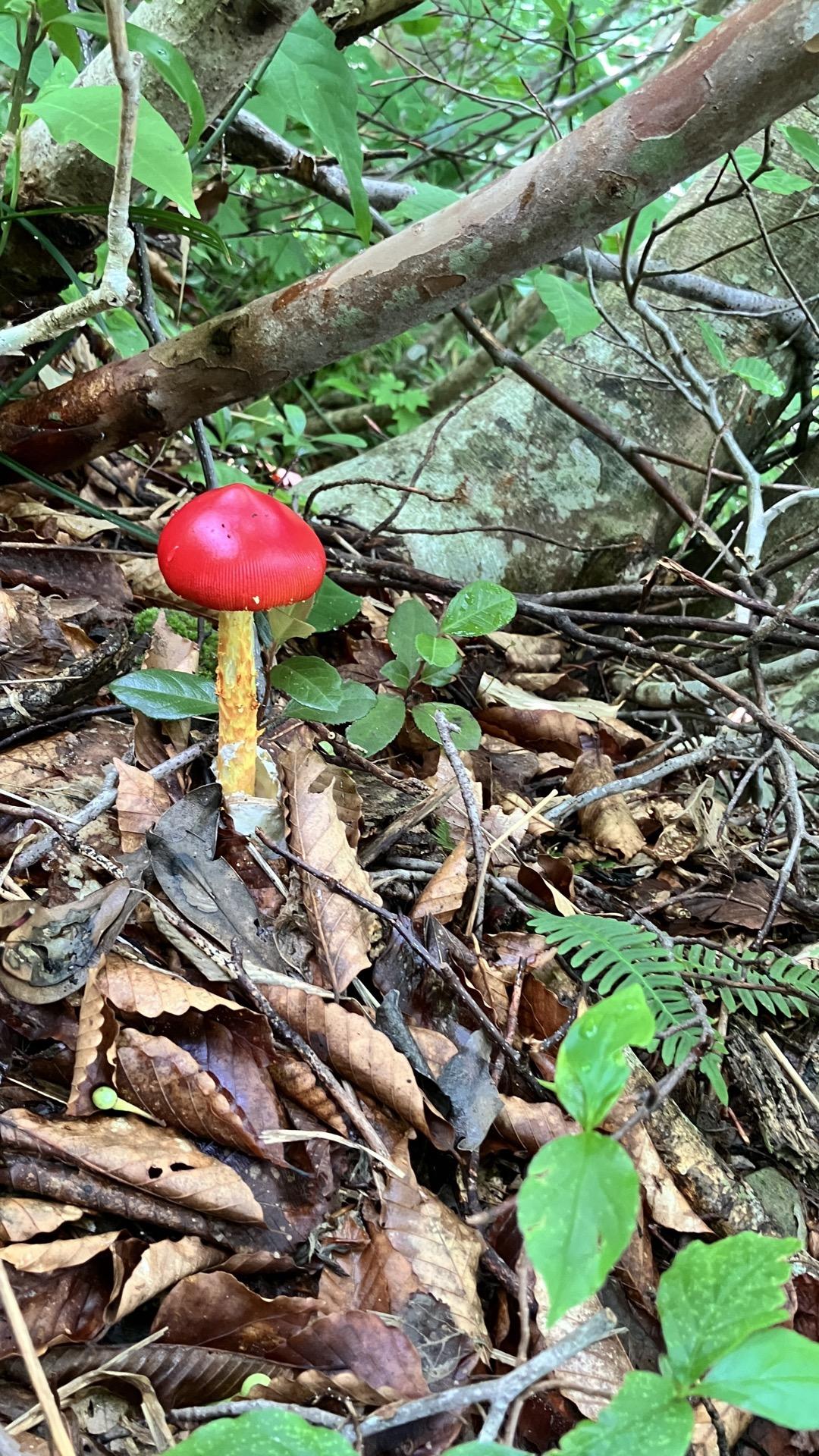奇跡の出会い 取立山 / pongoさんの取立山の活動データ | YAMAP / ヤマップ