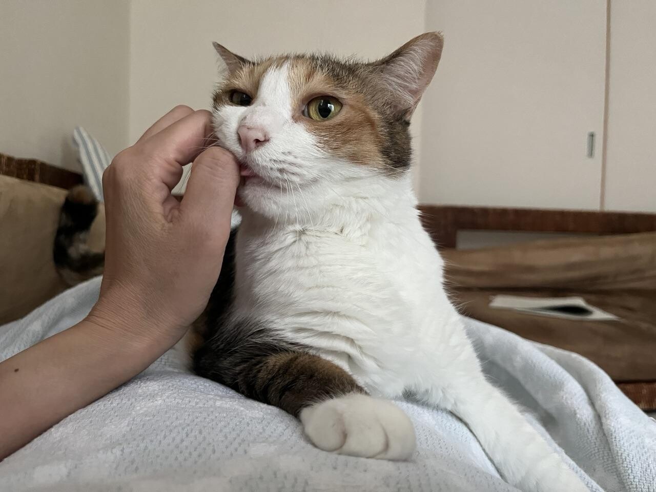 chocoのページ | YAMAP / ヤマップ