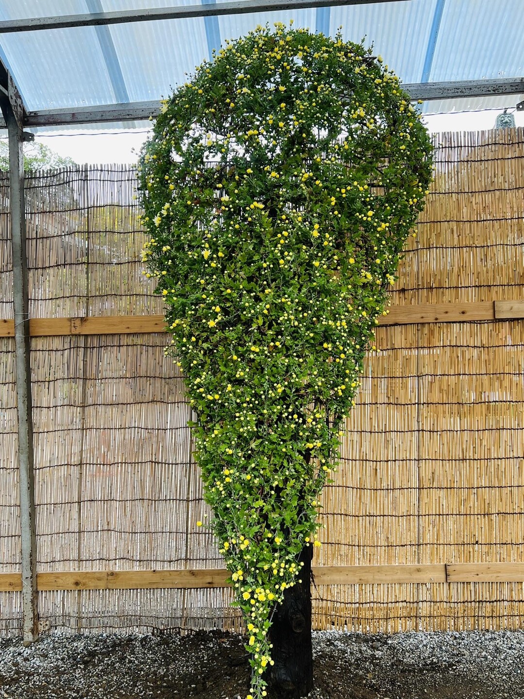 未知なる小径 新たに散策🚶金山⛰界隈 / ｺﾖｩﾃ(coyote)さんの金山（新田金山）・八王子丘陵の活動データ | YAMAP / ヤマップ