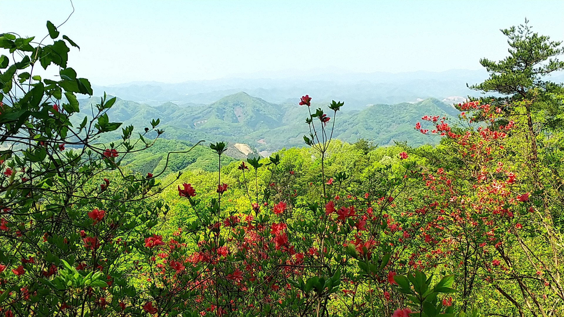 ヤマツツジの太平山 / yokkoさんの太平山・晃石山・唐沢山の活動データ | YAMAP / ヤマップ
