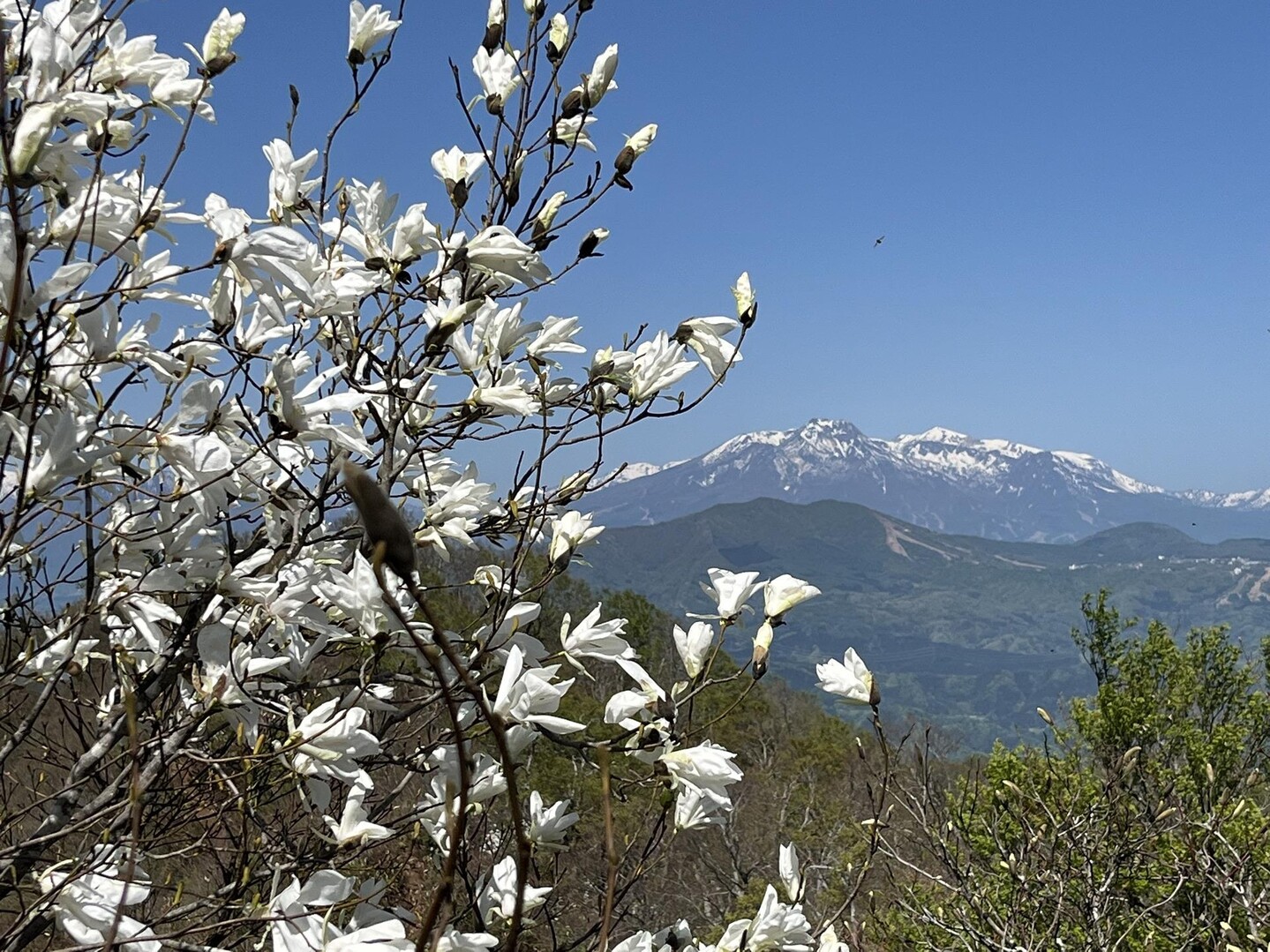 残雪無し😊春の高社山 （連チャン3日目） / jittaさんの高社山（高井富士）の活動データ | YAMAP / ヤマップ