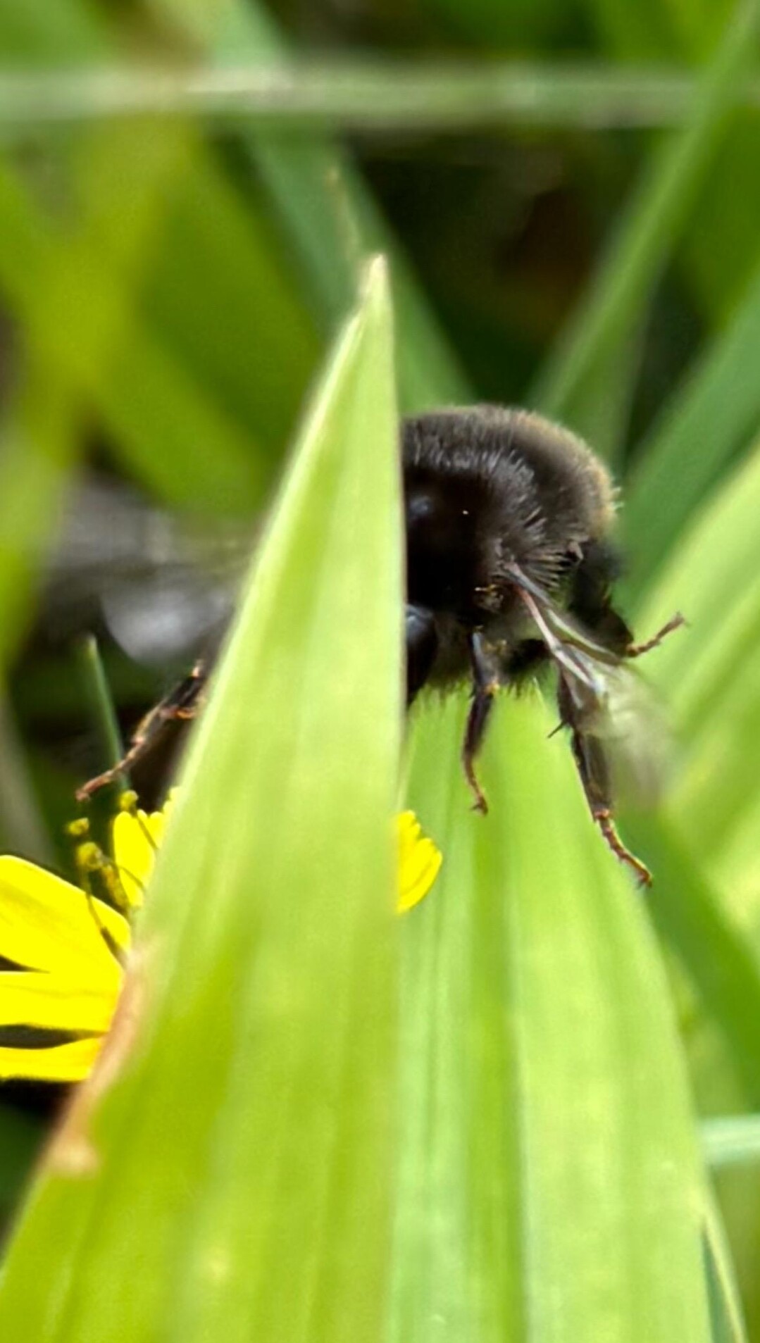 外山・五社山・五社山北峰 / kenさんの五社山・外山の活動データ | YAMAP / ヤマップ