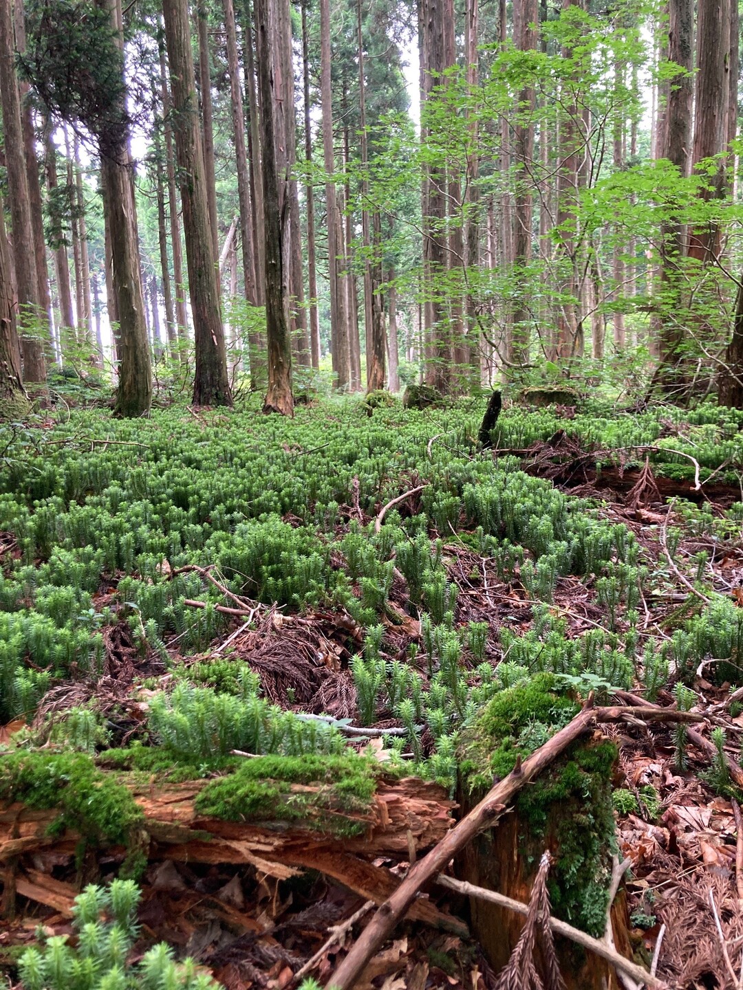 ダルガ峰、駒の尾山、大海里山、ちくさ高原 / okinjoさんの沖ノ山・若杉原生林（若杉天然林）の活動データ | YAMAP / ヤマップ