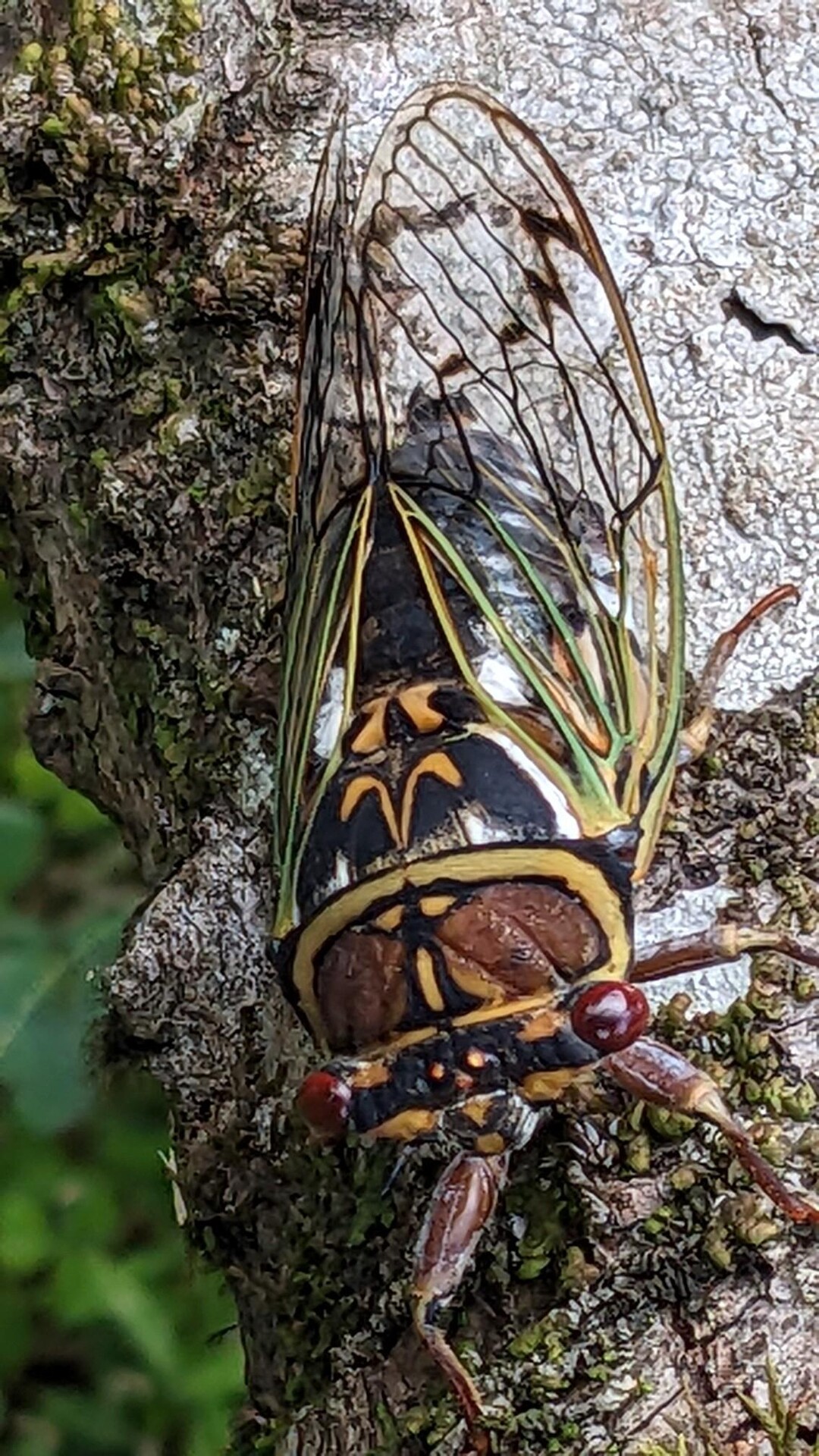 英彦山(北岳〜中岳〜南岳） インターハイで縦走路解禁 / tonnoさんの英彦山の活動データ | YAMAP / ヤマップ