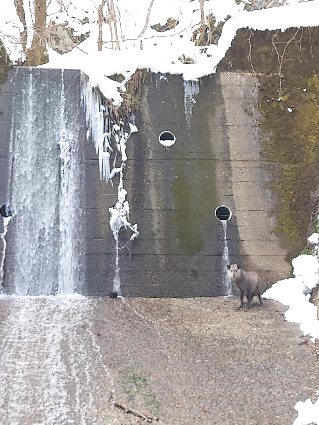 滝波谷林道トレッキング〜ラッセルTR〜 / marzさんのハイキングの活動データ | YAMAP / ヤマップ