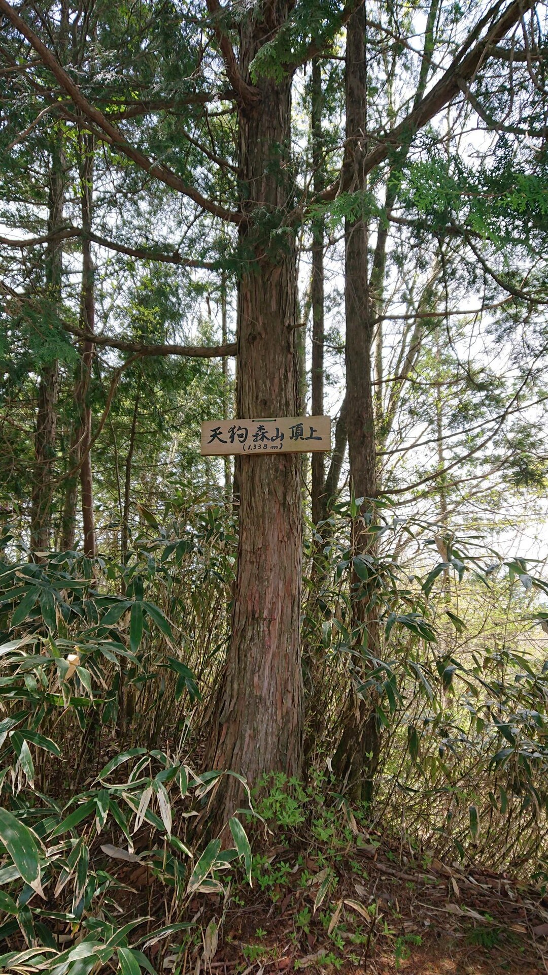 天狗森山・橋ヶ谷山 / Dragonさんの天狗森山・橋ヶ谷山の活動日記 | YAMAP / ヤマップ