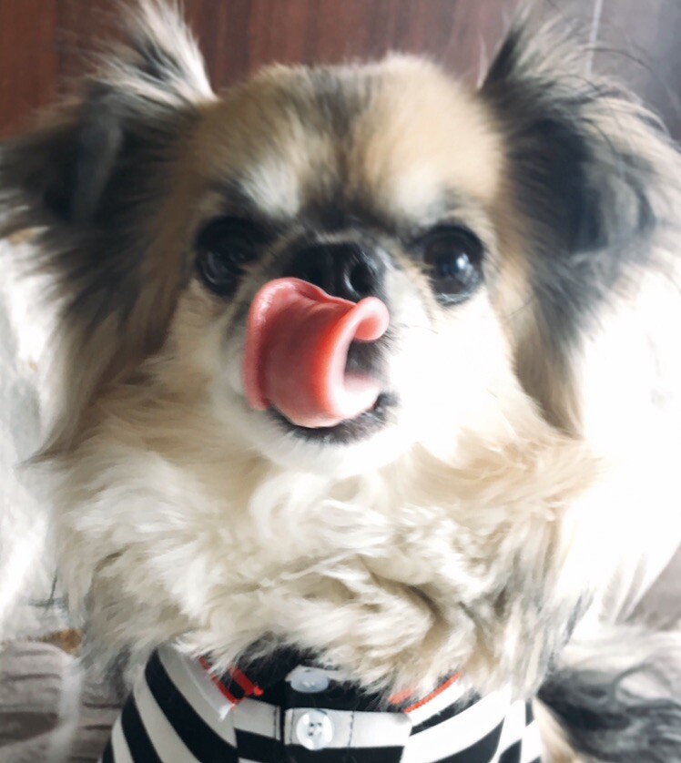 cocoのページ | YAMAP / ヤマップ