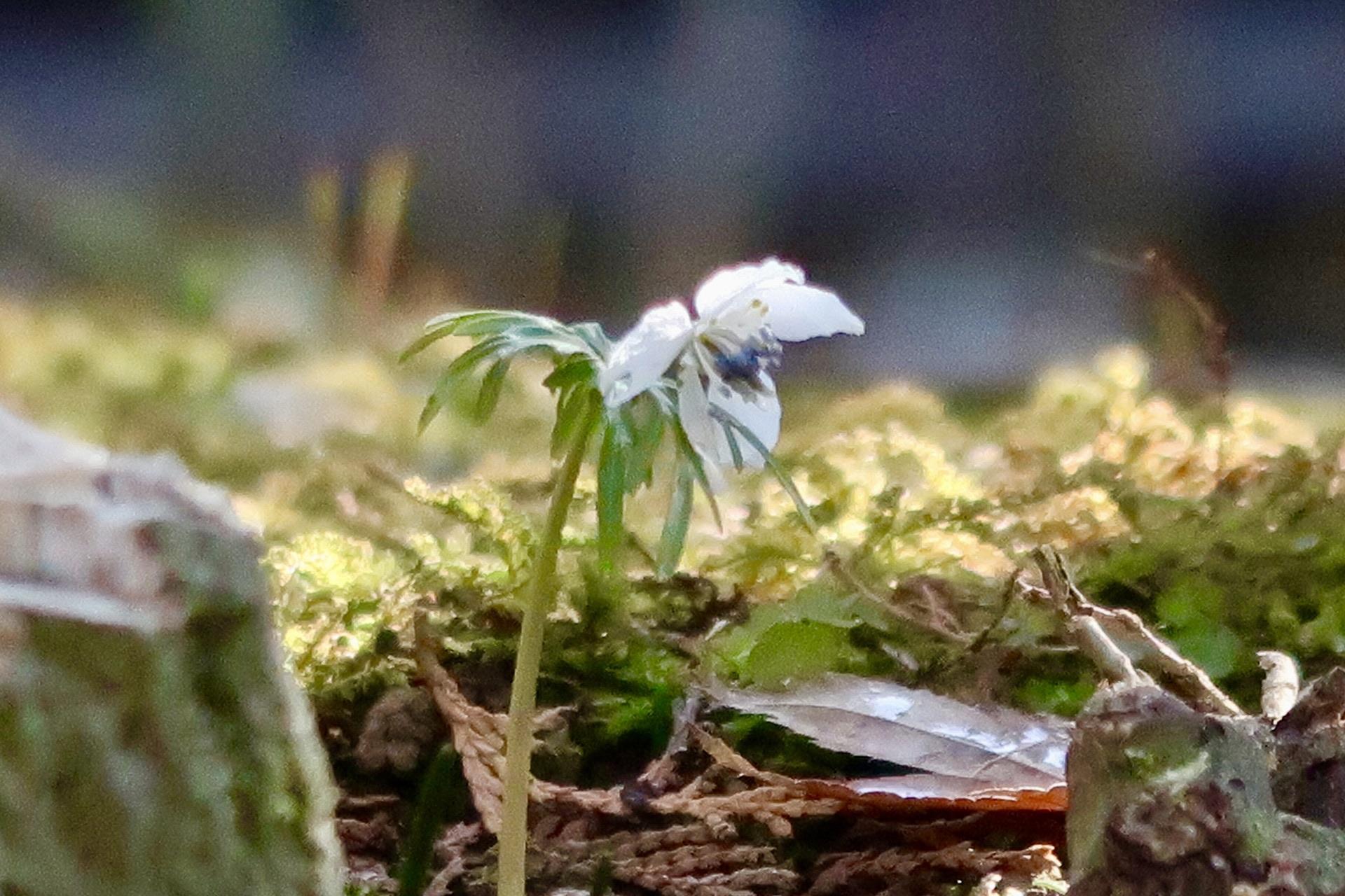 春遠からじ🌼セツブンソウに会いに鎌倉山歩 / heeさんの鎌倉アルプス（大平山・天台山）の活動日記 | YAMAP / ヤマップ