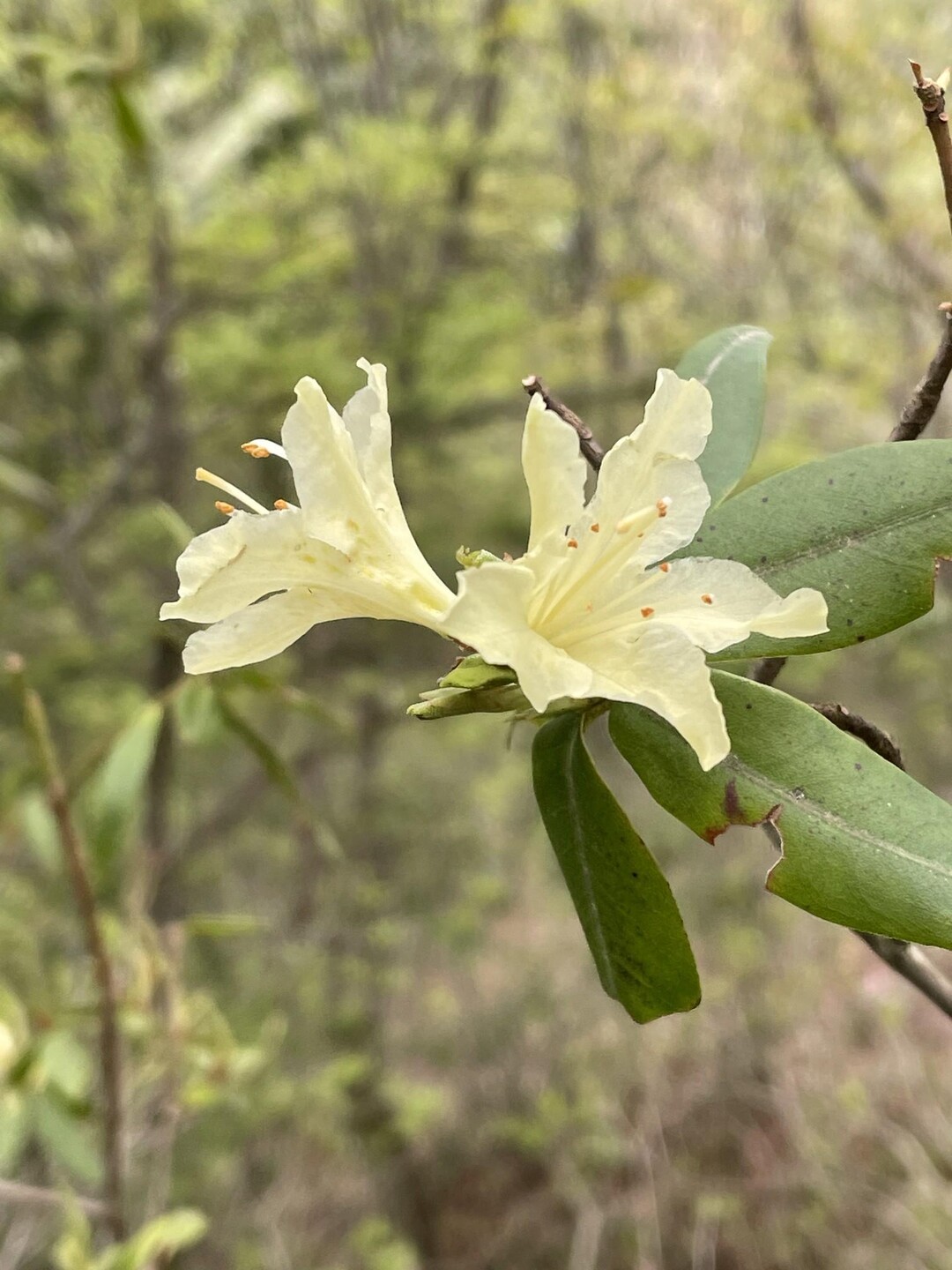 大集団で坪山😄 / ellena15さんの権現山・奈良倉山の活動データ | YAMAP / ヤマップ