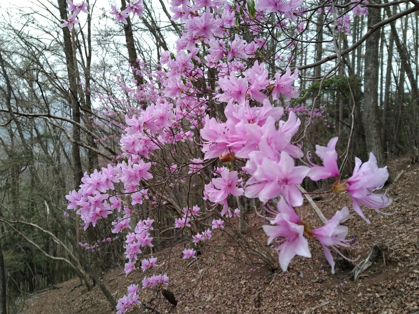 網掛山 / h.bloodさんの恵那山・大判山・神坂山の活動データ | YAMAP / ヤマップ