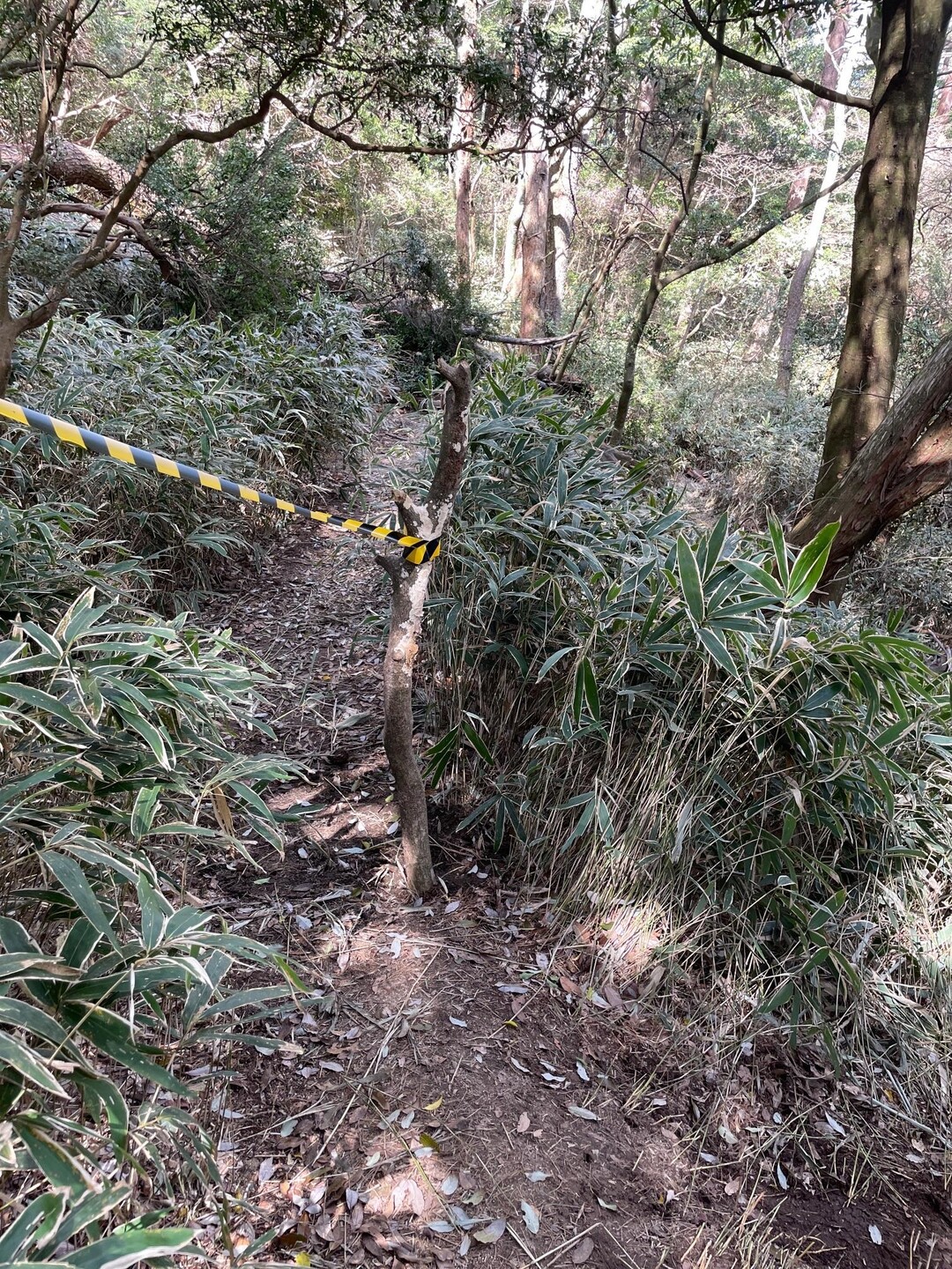 Rinさんの投稿したフィールドメモ | YAMAP / ヤマップ