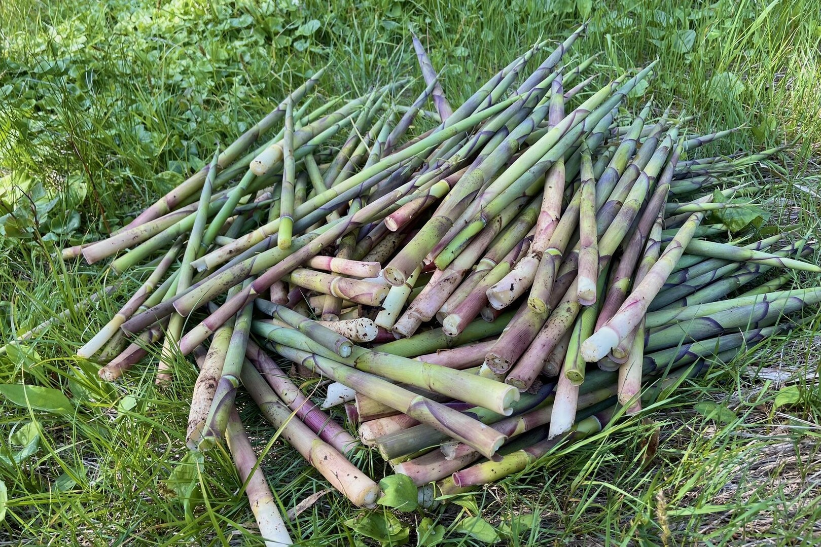 Bamboo sprout hunting in SHIGAKOUGEN 2023 / Miyaz さんの焼額山の活動データ | YAMAP / ヤマップ