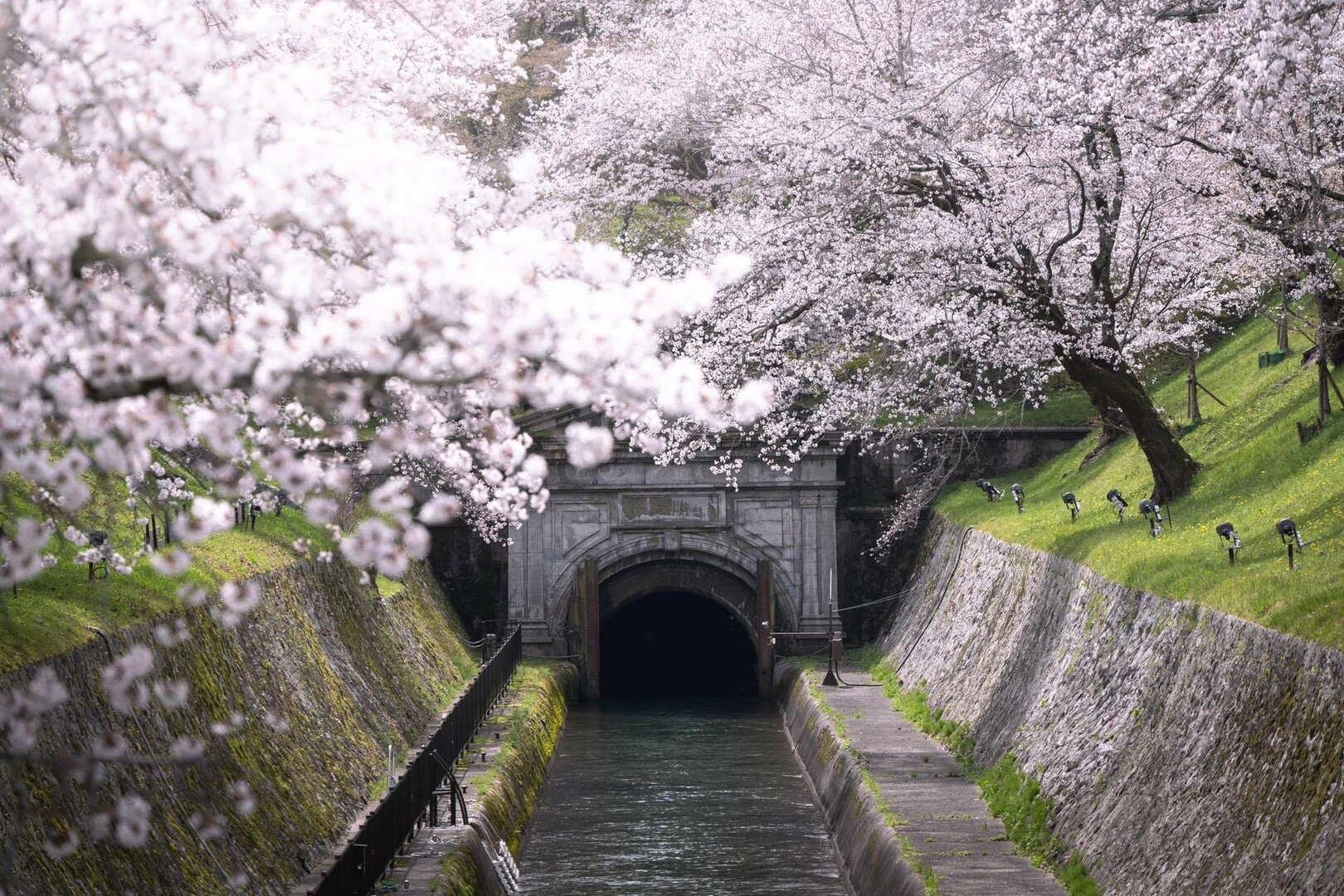 2024/4/5 琵琶湖疏水 ほぼ満開で... / shoさんのモーメント | YAMAP / ヤマップ