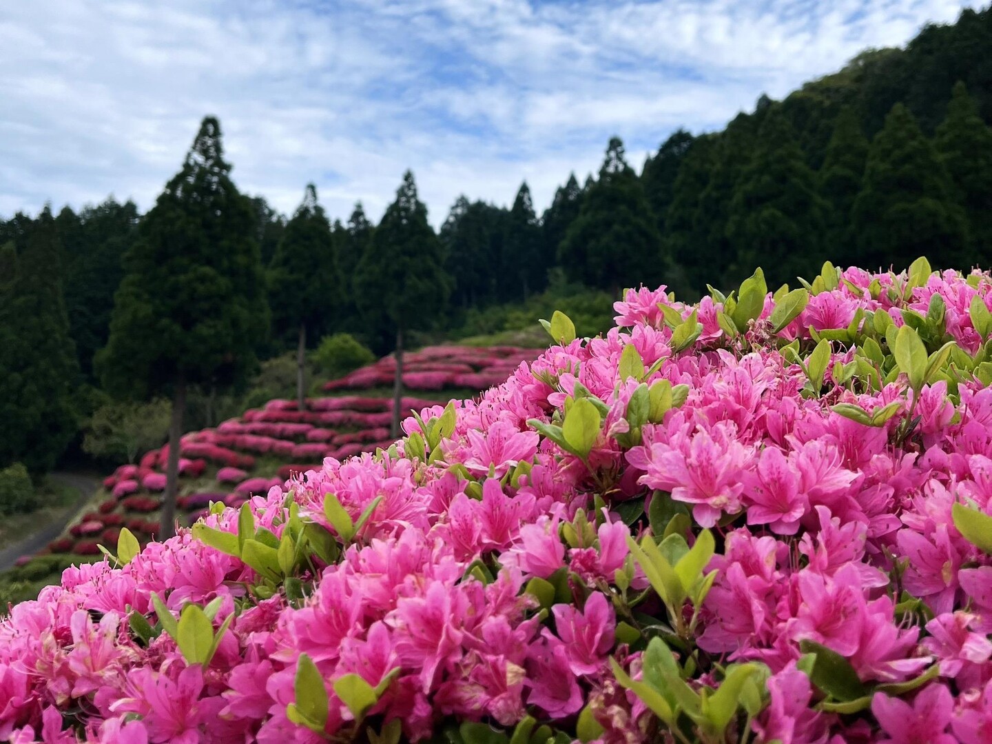 穴場スポット .(*´ `*) 【南岳】 / pu_kaoさんの星塚山・スガ岳・姫御前岳の活動データ | YAMAP / ヤマップ