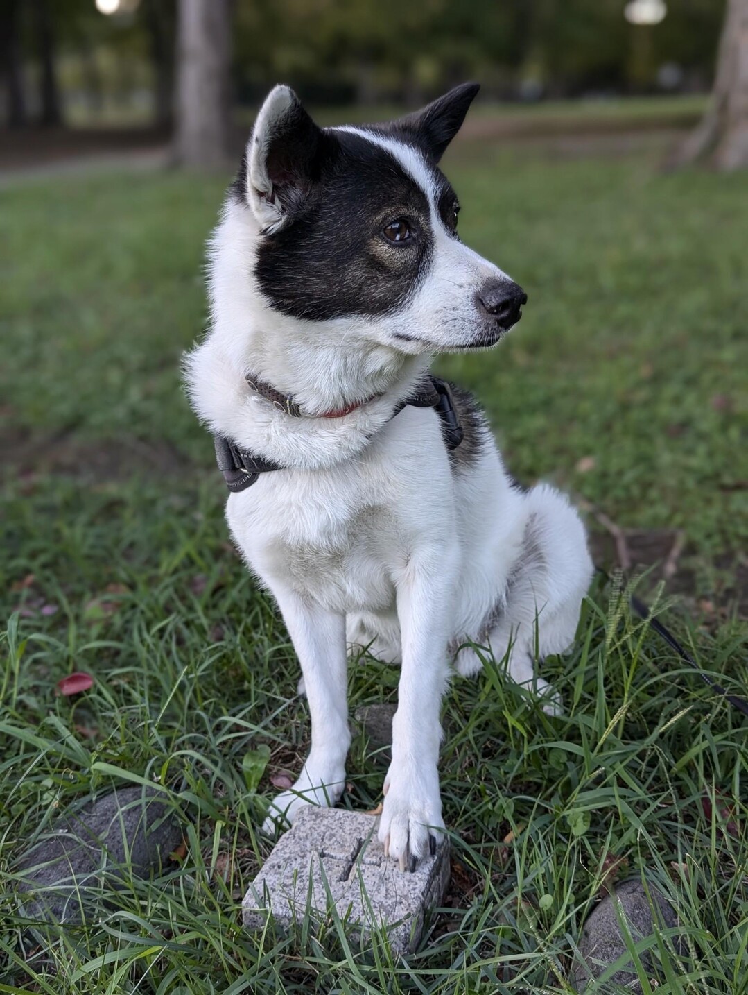 Dog morning 🕕️ ホーム... / もみじ🐺 & パパ😎さんのモーメント | YAMAP / ヤマップ