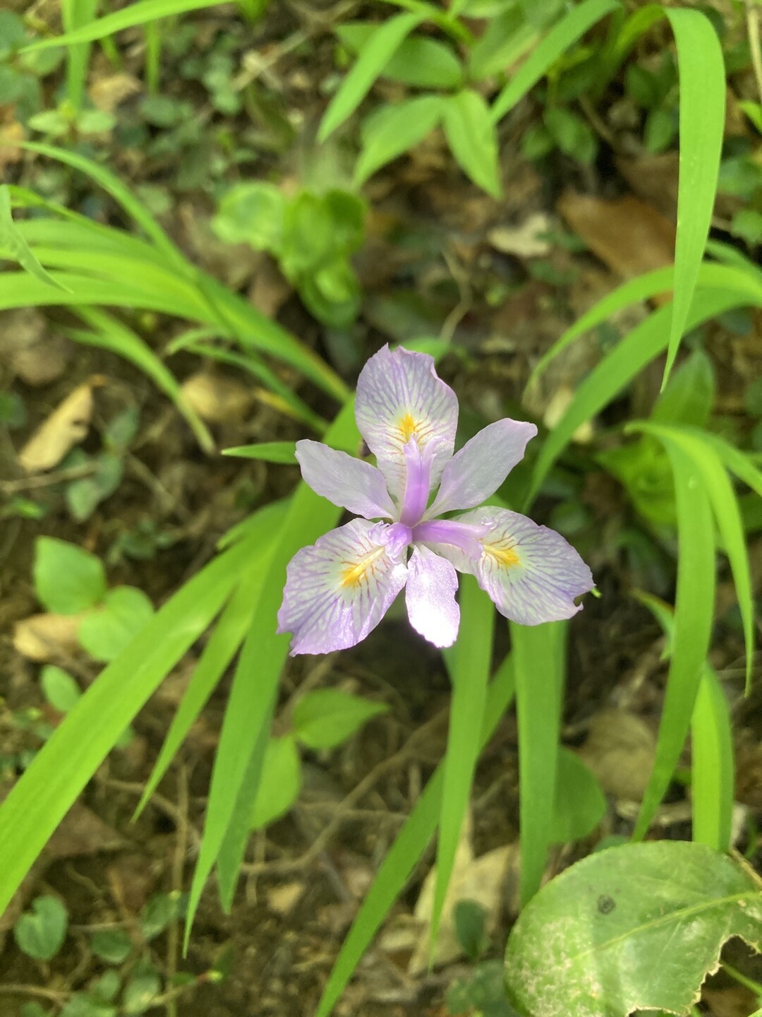 2022.05.28(土) 11:31 / れいさんのモーメント | YAMAP / ヤマップ