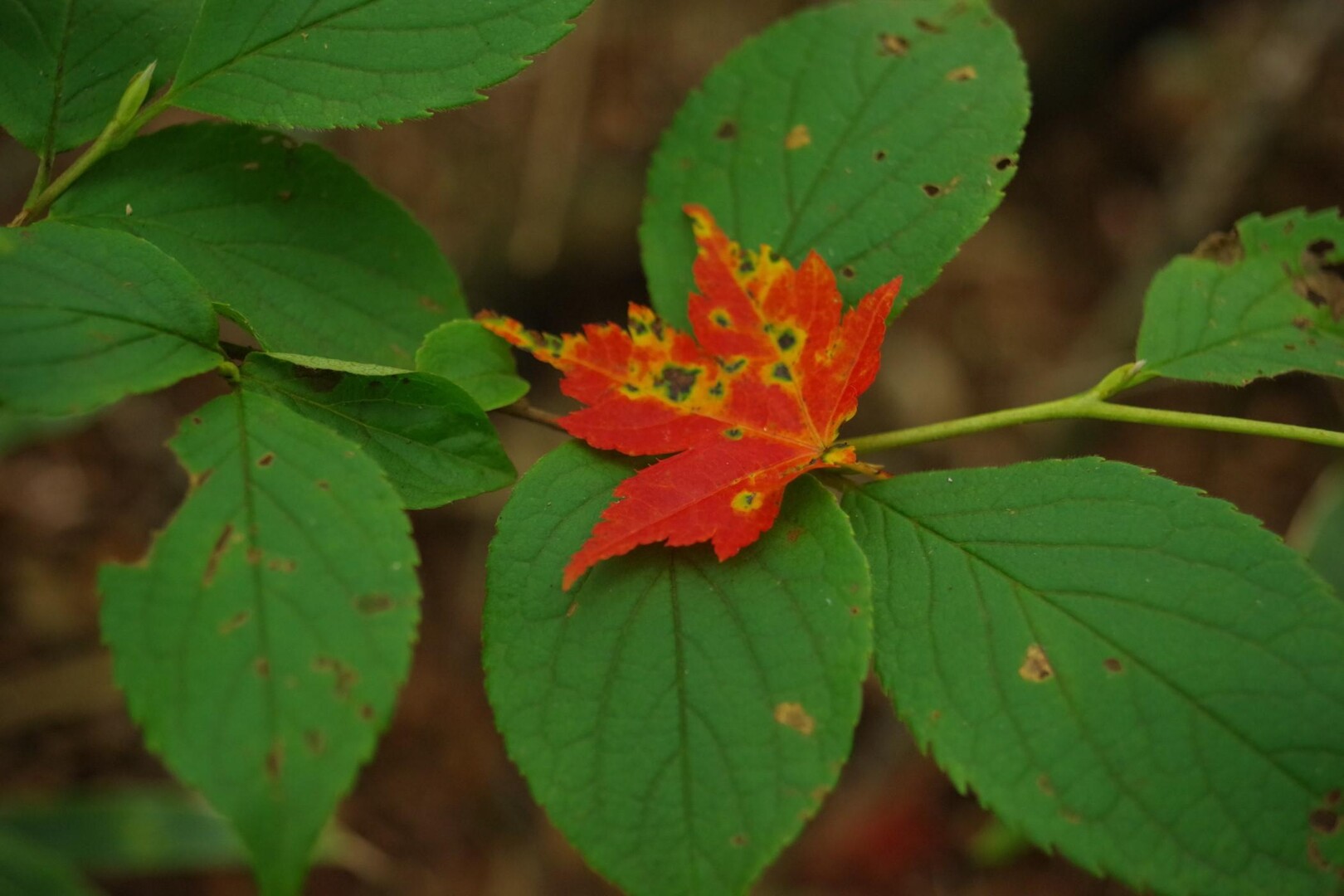 9月終盤の稲叢山でマムシ(？)らしきものに遭遇 / でこぼこMamoさんの稲叢山の活動データ | YAMAP / ヤマップ