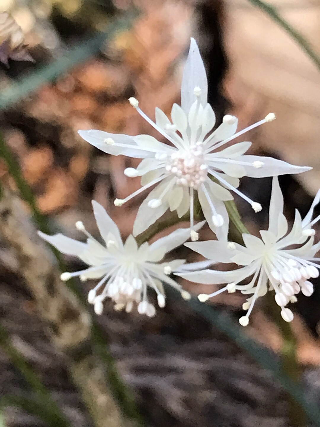 古賀志山と城山セリバオウレン / midoriさんの古賀志山・赤岩山・鞍掛山・男抱山・半蔵山の活動データ | YAMAP / ヤマップ