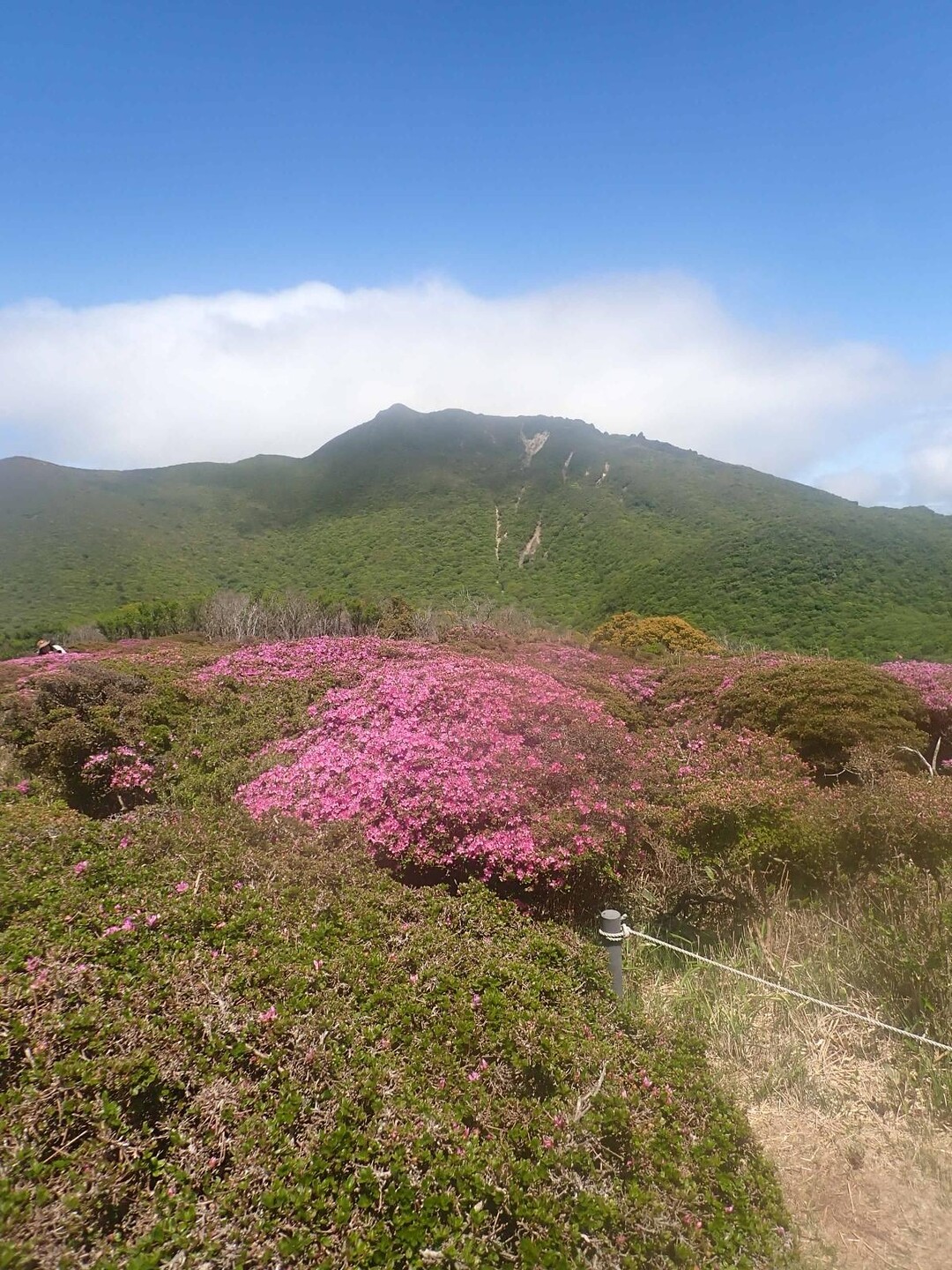 三俣山・大船山・立中山 2024-05-19 / ISSAさんの九重山（久住山）・大船山・星生山の活動データ | YAMAP / ヤマップ