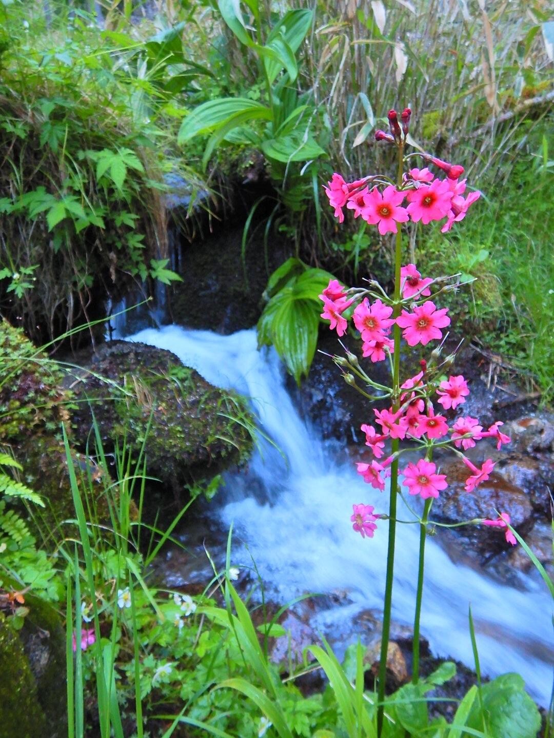 笠取山・黒槐山・黒槐ノ頭・唐松尾山・西御殿岩・牛王院平 / dai-modeさんの和名倉山・笠取山・東仙波の活動データ | YAMAP / ヤマップ