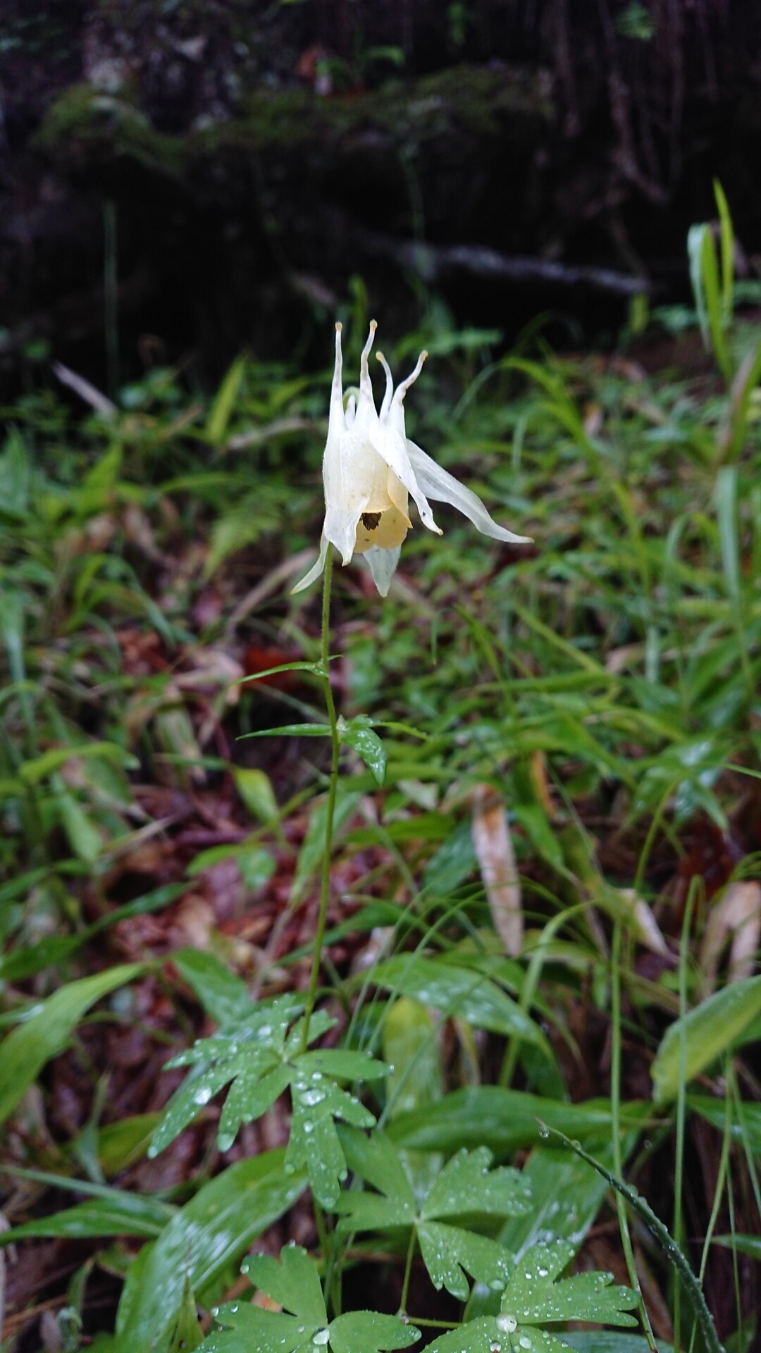 IWAのページ | YAMAP / ヤマップ