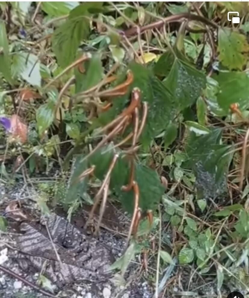 たくさんのナメクジがあなたに会ったとき、... / Corneさんのモーメント | YAMAP / ヤマップ