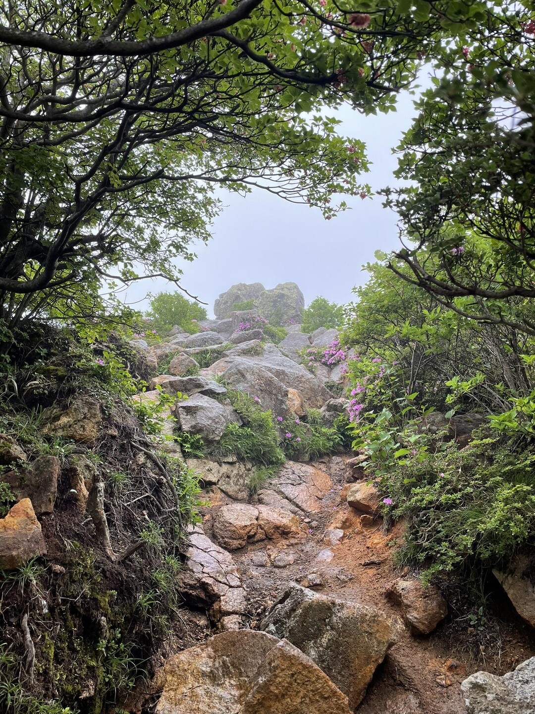沢水登山口から立中山・大船山・北大船山 / kinjunさんの九重山（久住山）・大船山・星生山の活動データ | YAMAP / ヤマップ