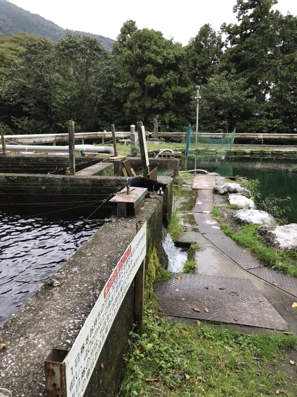 藤原岳・御池岳-2021-10-11 / akaさんの藤原岳・御池岳の活動データ | YAMAP / ヤマップ