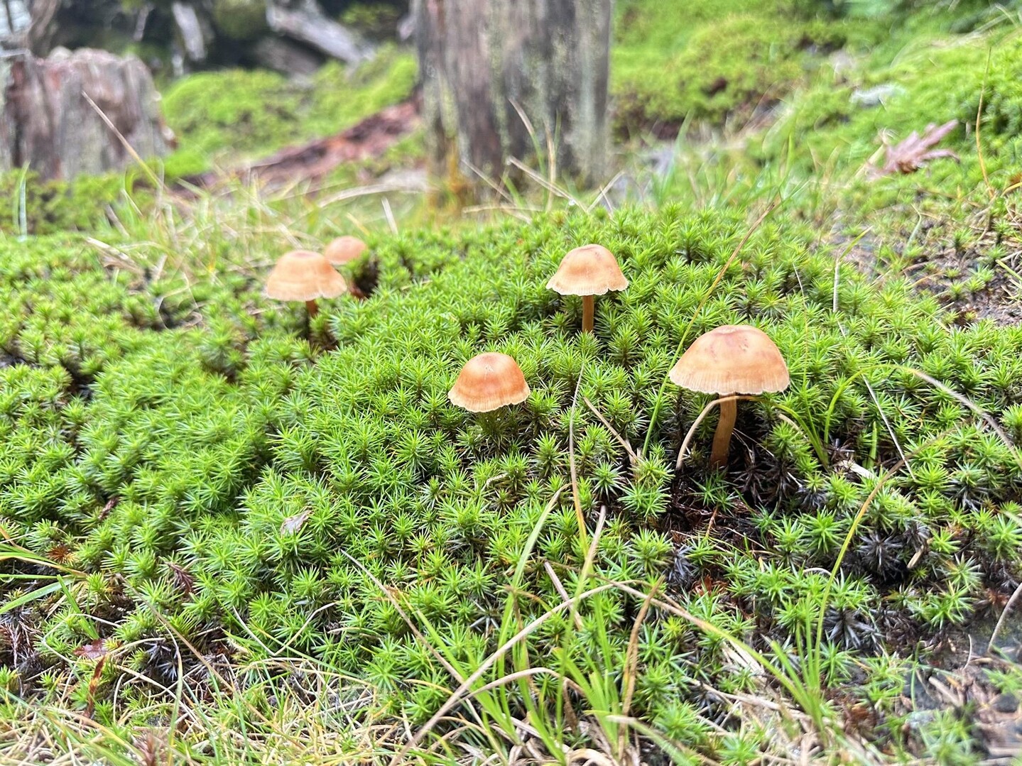 八経弥山トレ⛰️ / digi sanさんの八経ヶ岳の活動データ | YAMAP / ヤマップ