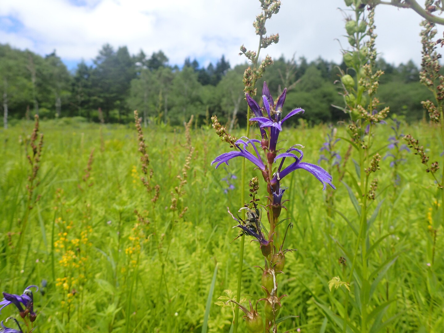 高山植物豊富な入笠山をお得に旅する♪ / ankamoさんの入笠山の活動データ | YAMAP / ヤマップ
