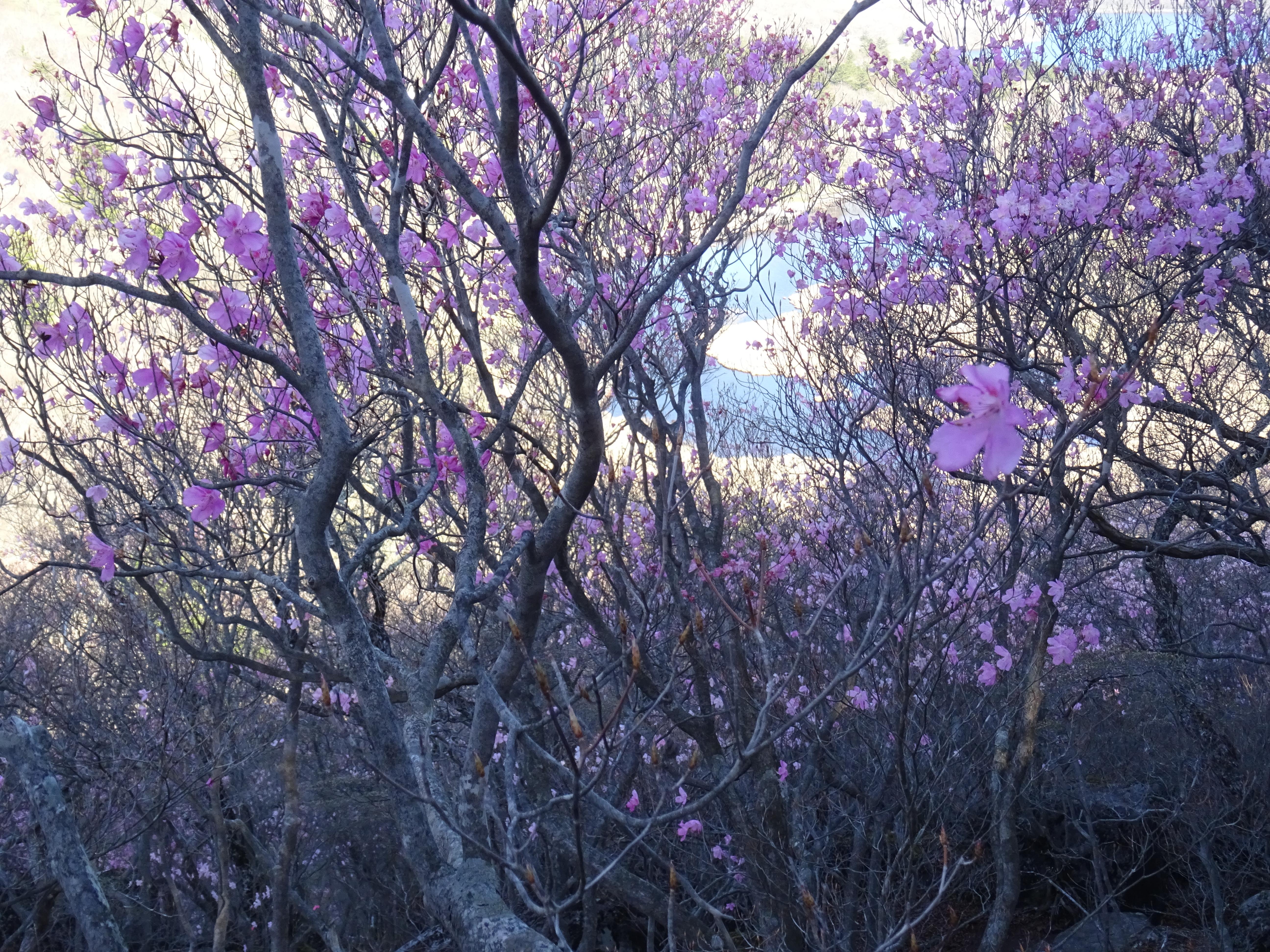 篭山・駒ヶ岳 / nm25さんの赤城山・黒檜山・荒山の活動データ | YAMAP / ヤマップ