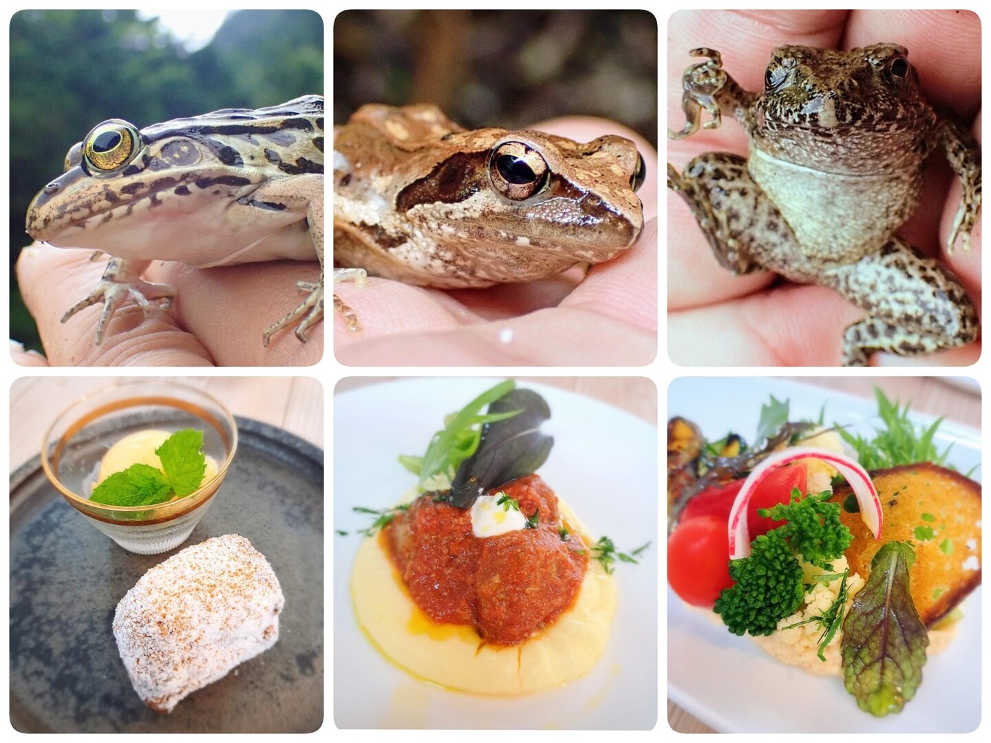 🐸カエル満喫からのランチ～菰野富士‼️ / Cheさんの御在所岳（御在所山）・雨乞岳の活動データ | YAMAP / ヤマップ