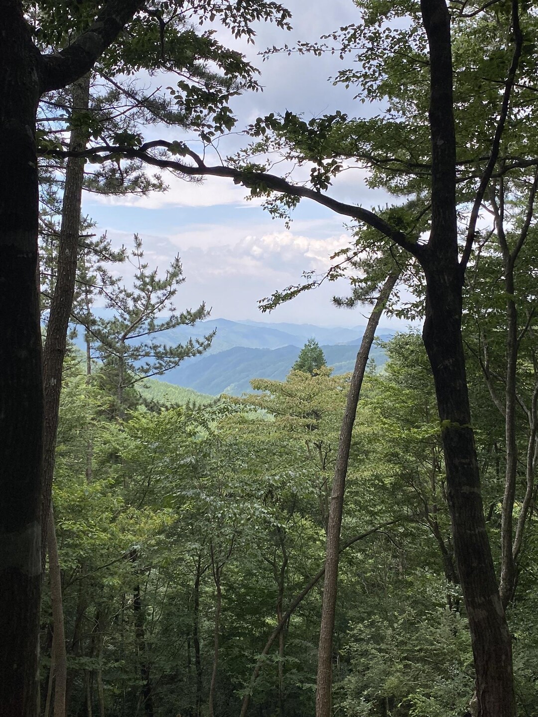 寧比曽岳 / azukiさんの寧比曽岳・筈ヶ岳・出来山の活動データ | YAMAP / ヤマップ