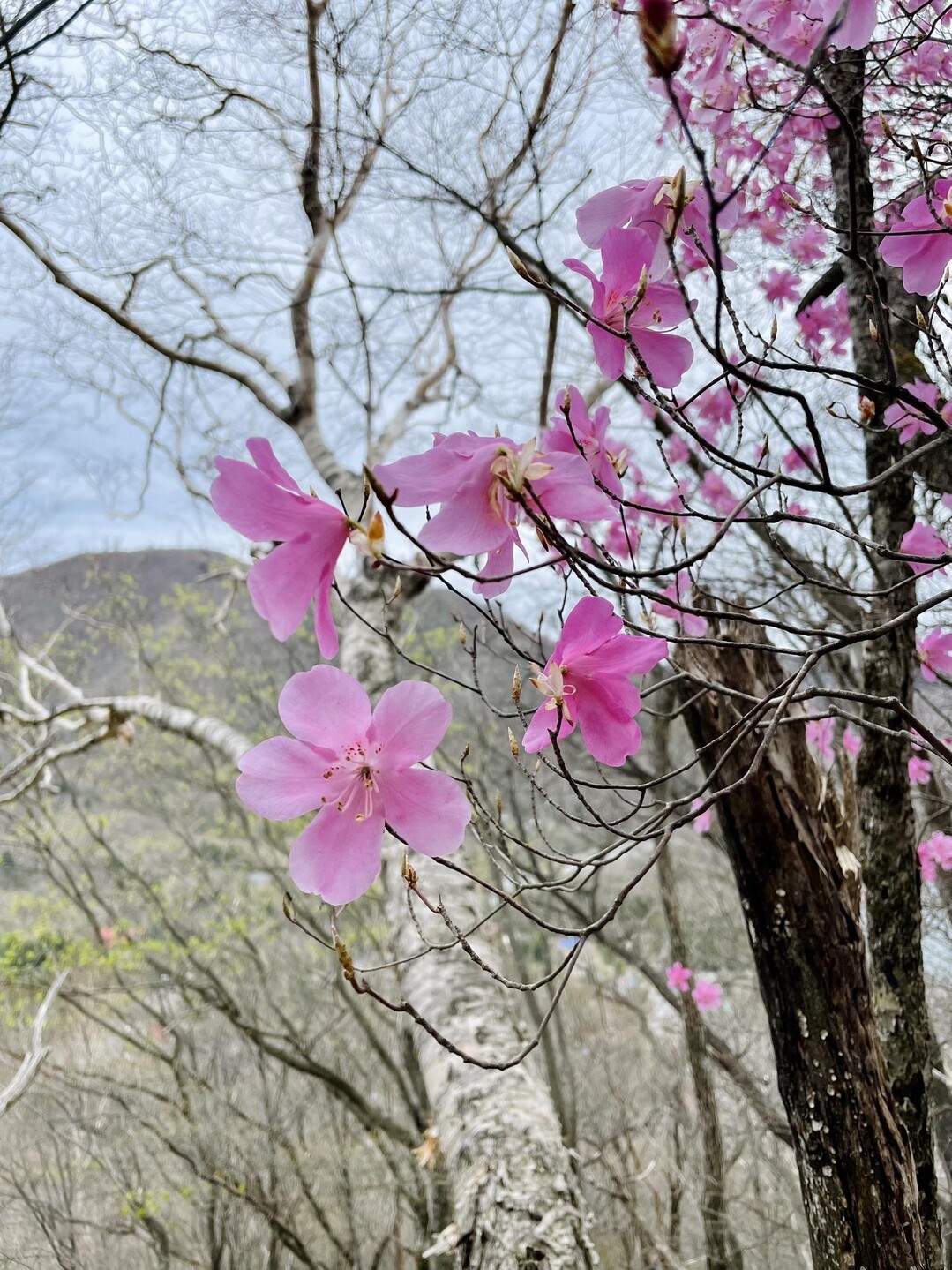 息子(7)との赤城山〜黒檜山・駒ヶ岳〜 / Mt.ZAKIさんの赤城山・黒檜山・荒山の活動データ | YAMAP / ヤマップ
