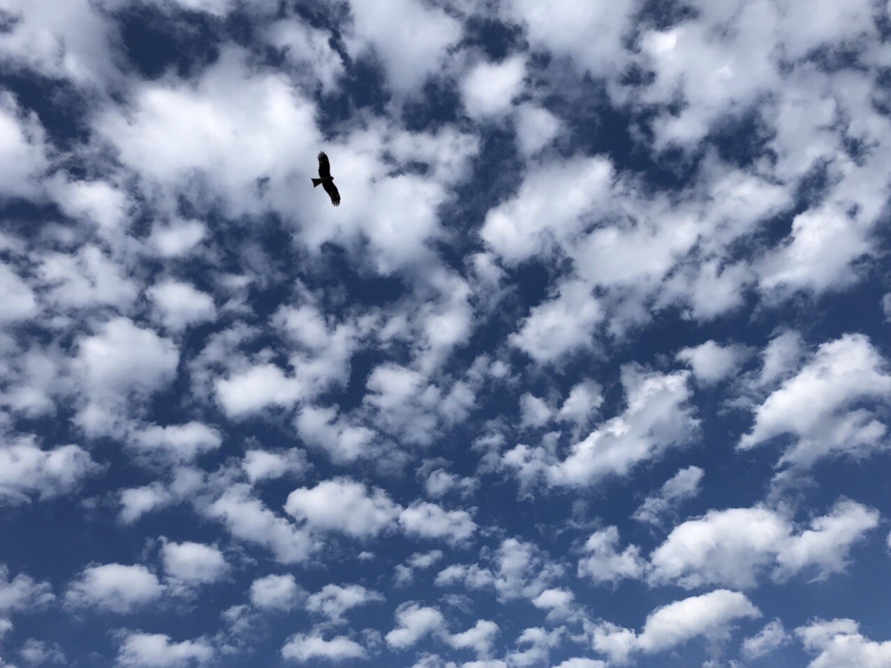 今日は雲がすごいので、写真撮ろうとしたら... / GONKEさんのモーメント | YAMAP / ヤマップ