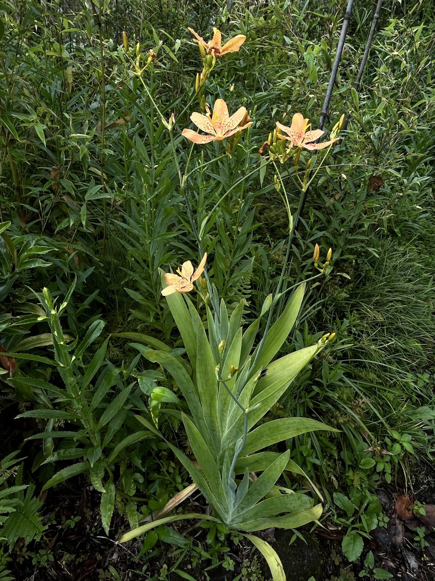 今日の花 ヒオウギ ヒオウギは、... / hideさんのモーメント | YAMAP / ヤマップ