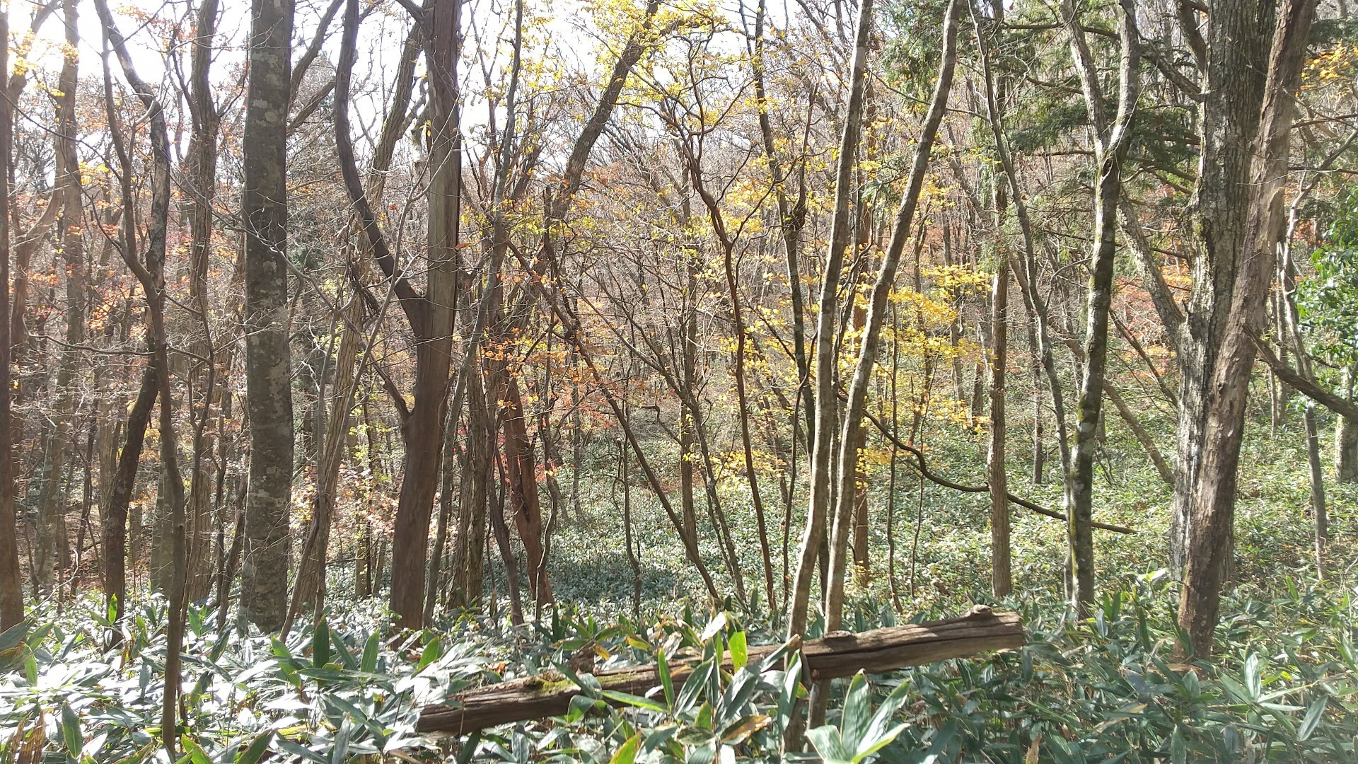 漕ぎまくり-yabukoging / jonasanさんの小室井山・湯来冠山の活動データ | YAMAP / ヤマップ