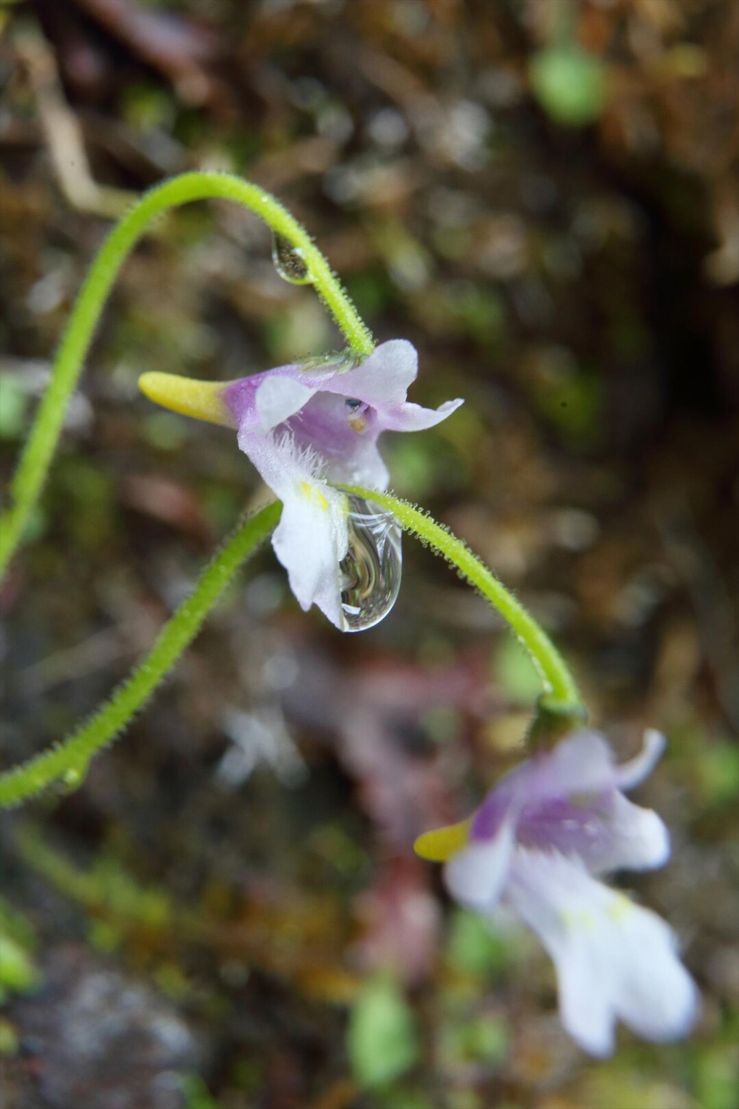庚申山 / koduckunさんの皇海山・袈裟丸山・庚申山の活動データ | YAMAP / ヤマップ
