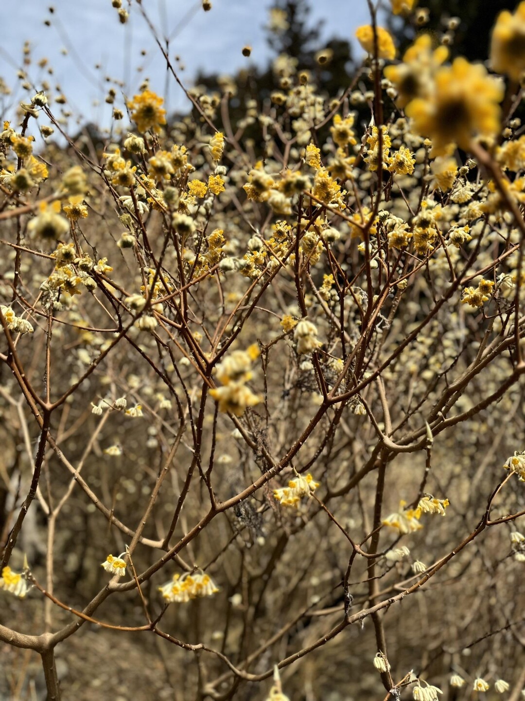 桐生 ミツマタ群生地〜屋敷山 / muugさんの根本山・熊鷹山・氷室山の活動データ | YAMAP / ヤマップ