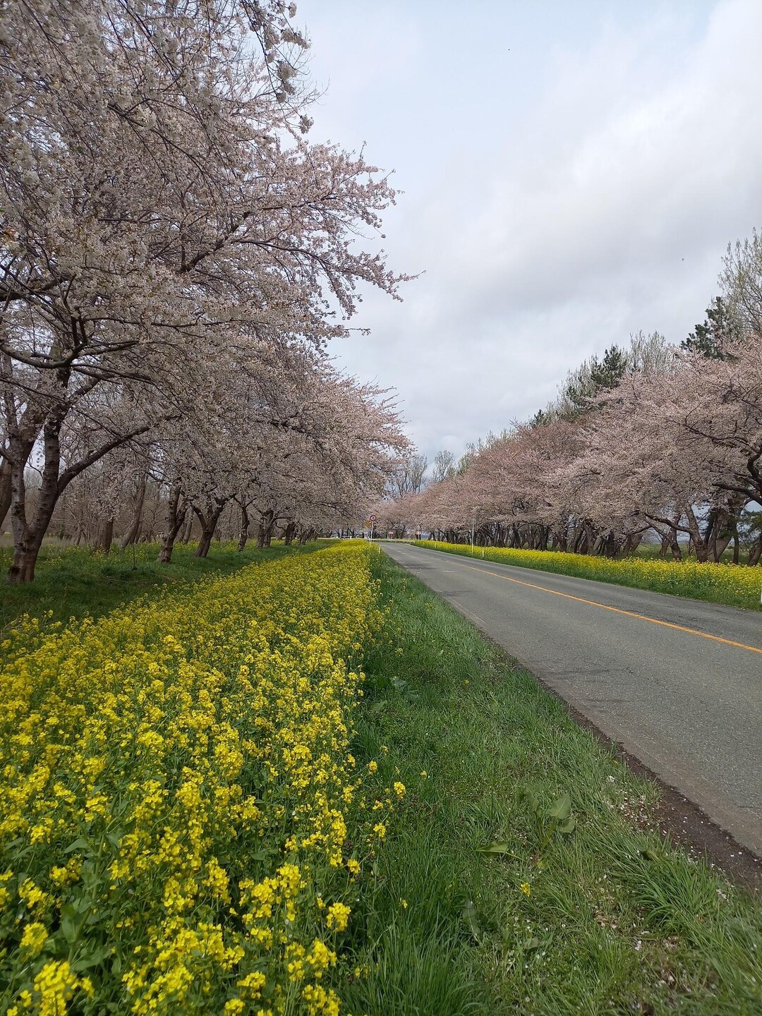 【桜・菜の花ロード】 県道沿い11kmに... / miyuさんのモーメント | YAMAP / ヤマップ