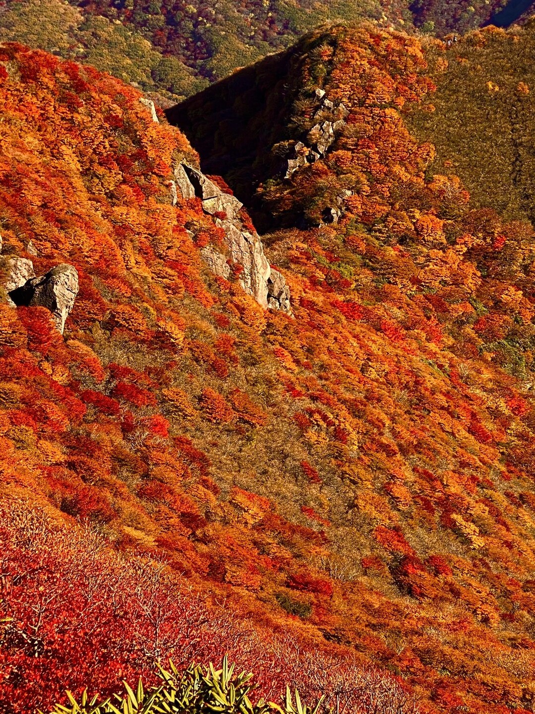 三俣山（西峰）・三俣山（Ⅳ峰）・三俣山（本峰）・三俣山（北峰） / na_miさんの九重山（久住山）・大船山・星生山の活動データ | YAMAP / ヤマップ
