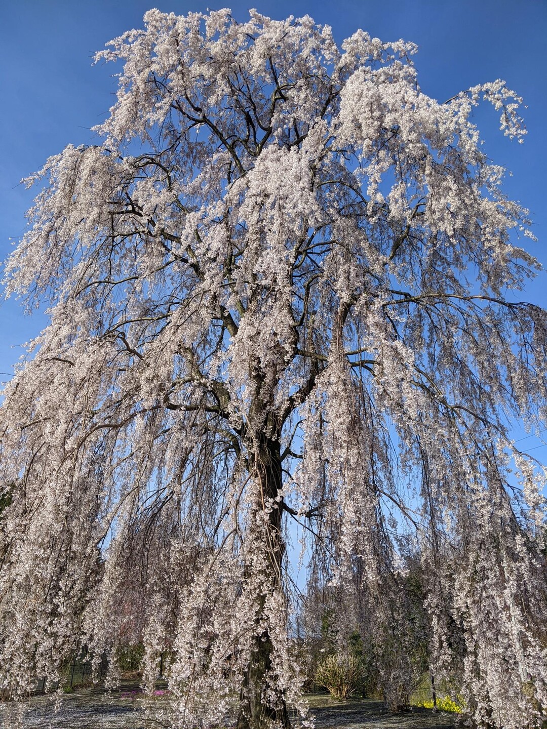 2024.04.07(日) 10:49 / けむしさんのモーメント | YAMAP / ヤマップ