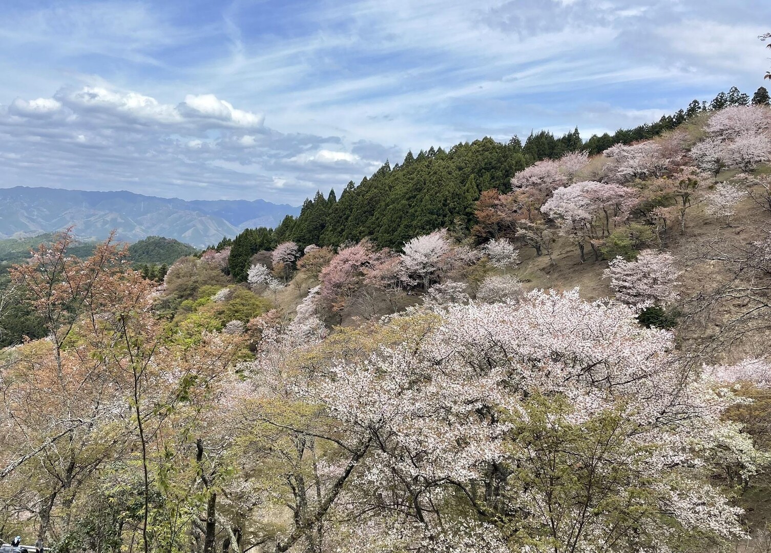 西行が愛した吉野山 / watsonさんの吉野山・青根ヶ峰・百貝岳の活動データ | YAMAP / ヤマップ