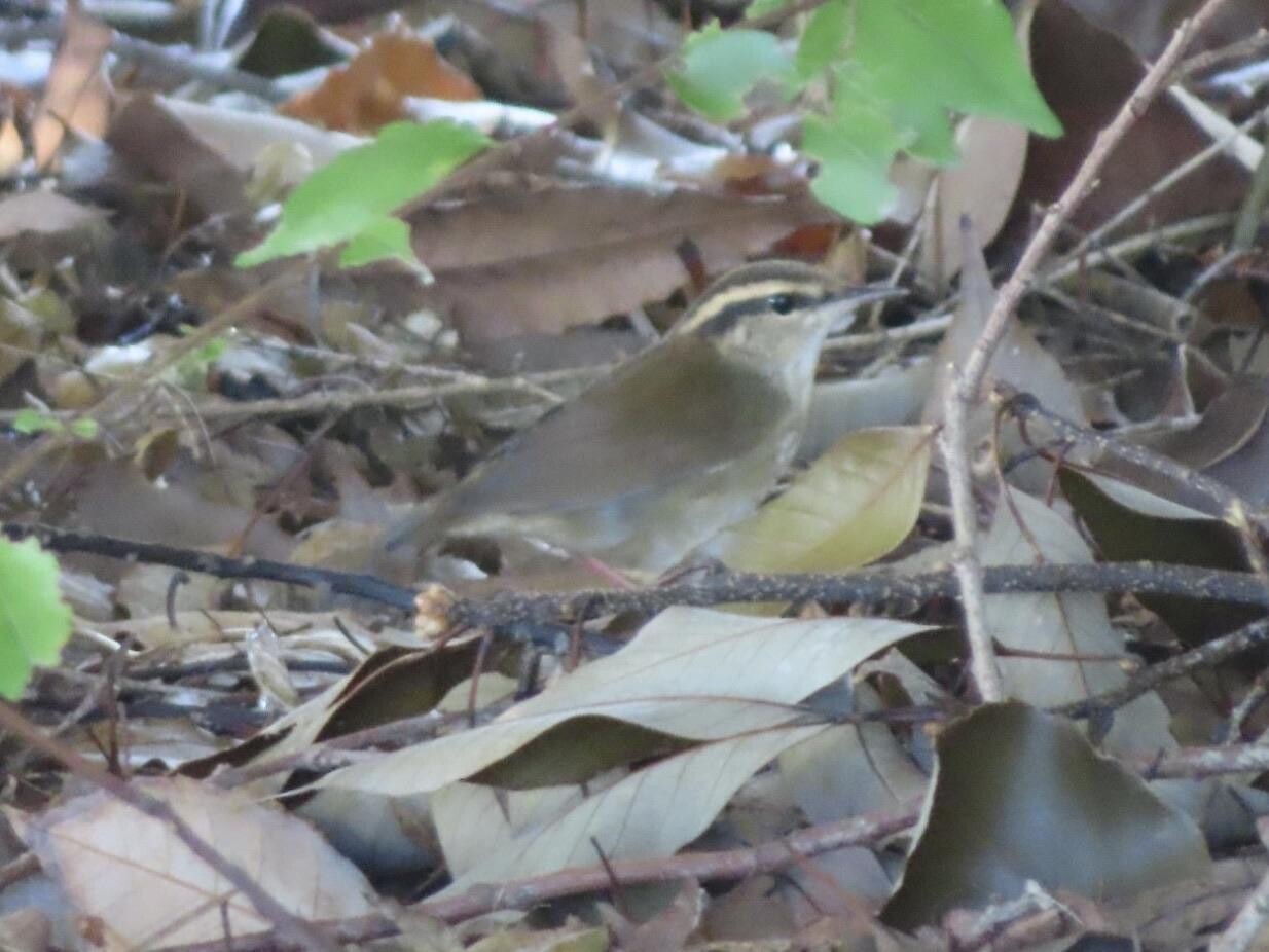 緑地公園で鳥活🐦 / otaksaさんの大阪市の活動データ | YAMAP / ヤマップ