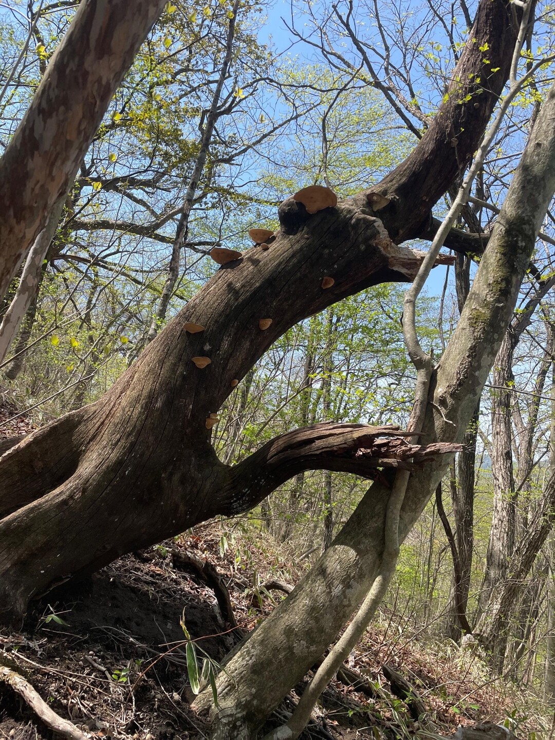 Kimura Shogoさんの投稿したフィールドメモ | YAMAP / ヤマップ