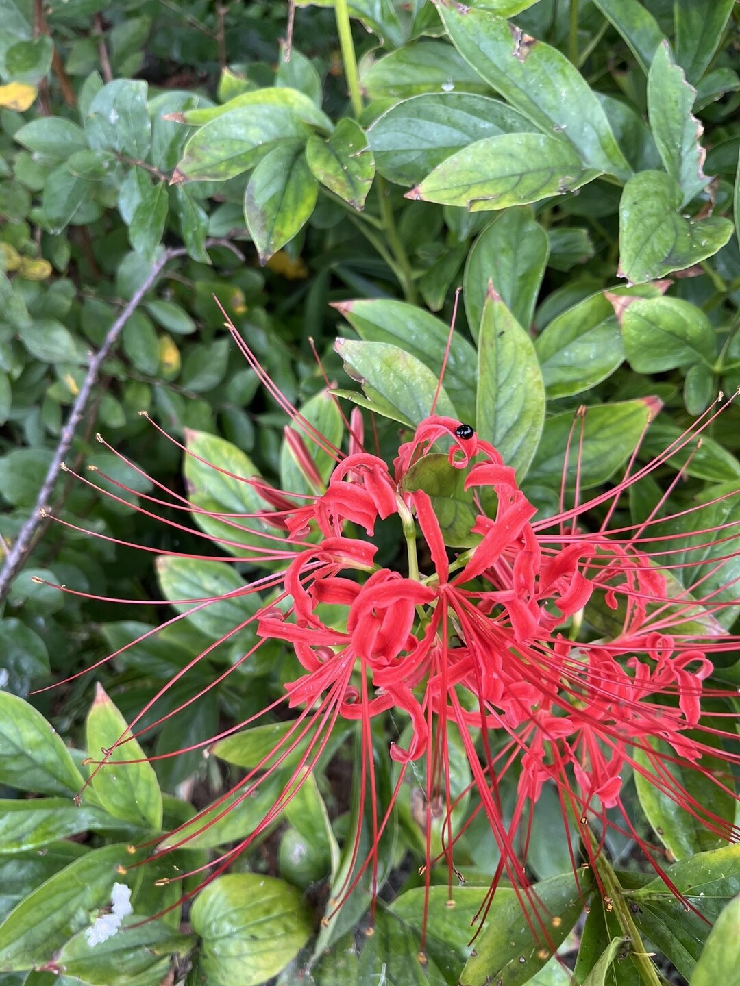 ヒガンバナはスパイダーリリー🕷️ってい... / SSMさんのモーメント | YAMAP / ヤマップ