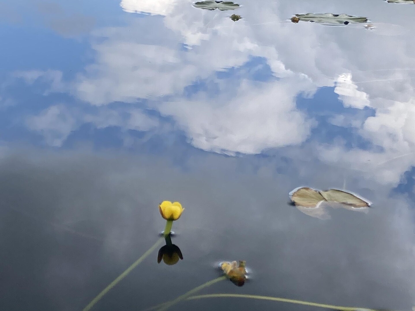 南暑寒別岳（〜雨竜沼湿原） / yuyu さんのウォーキングの活動日記 | YAMAP / ヤマップ