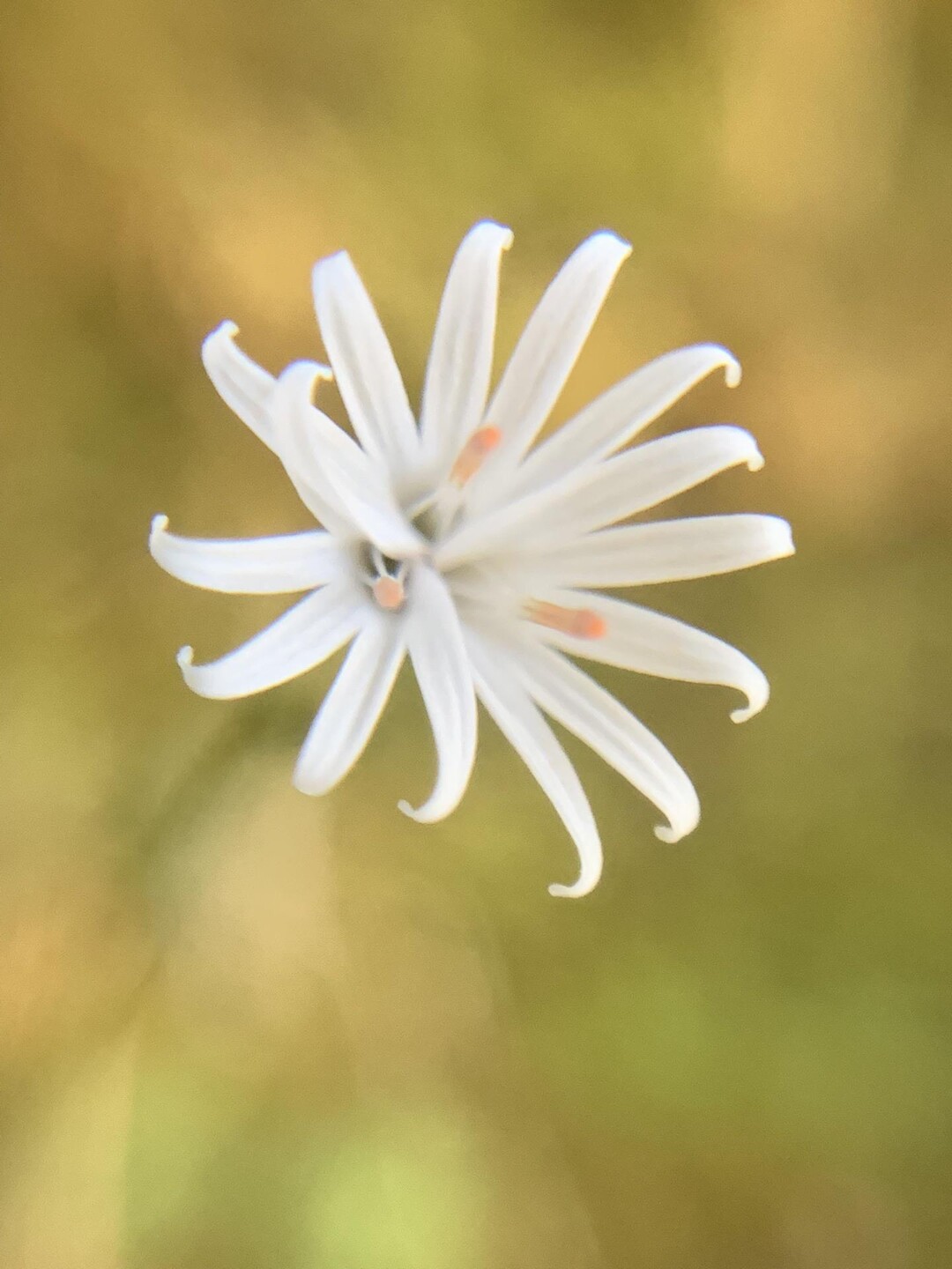 2022.10.29愛知県民の森 / tononさんのモーメント | YAMAP / ヤマップ