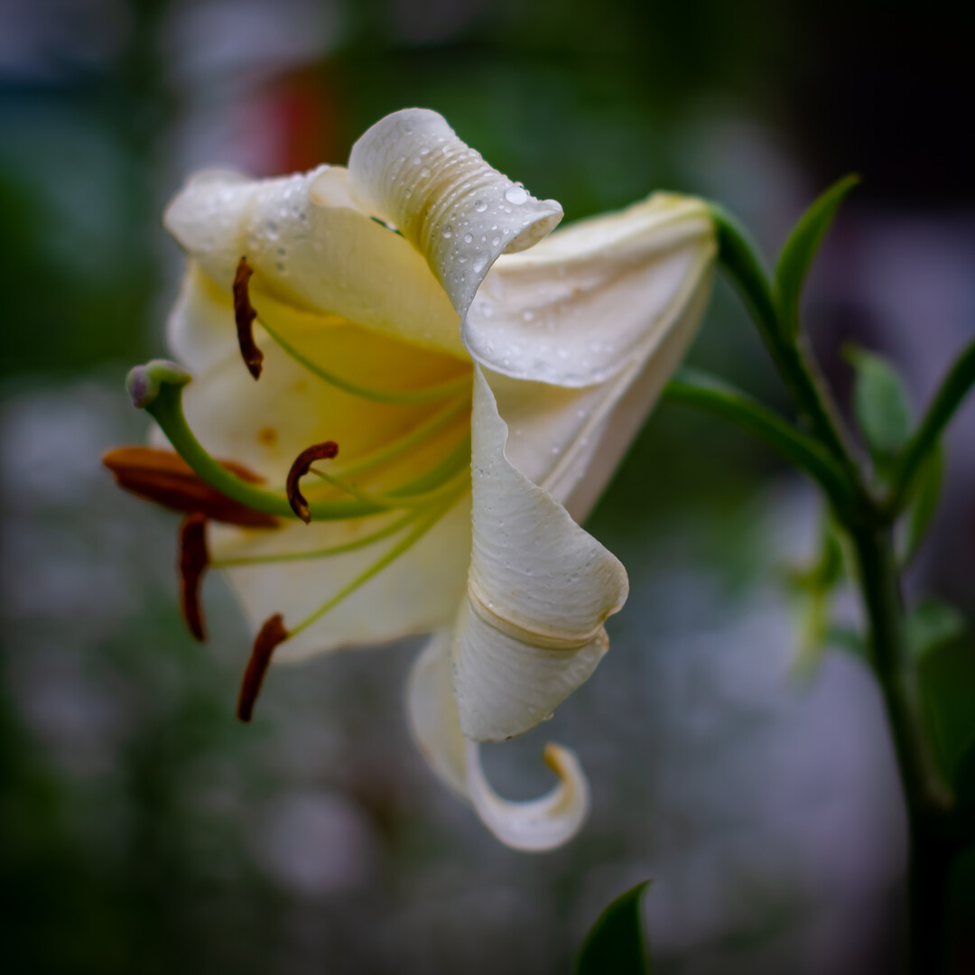 夕方にしっとりと。 7月13日撮影。 / stripeさんのモーメント | YAMAP / ヤマップ